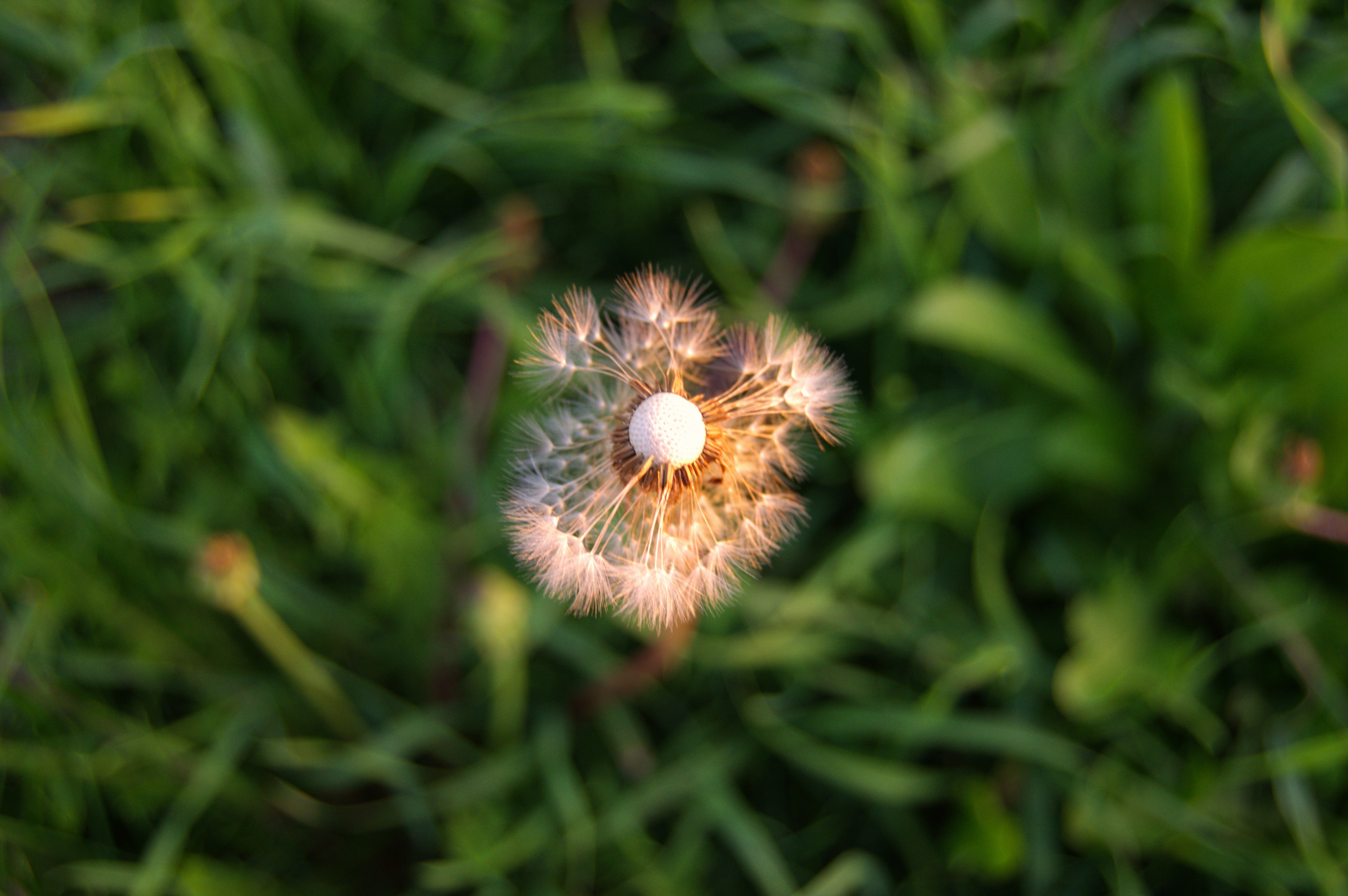 A dandelion in the middle of a field of grass photo – Free Dandelion ...