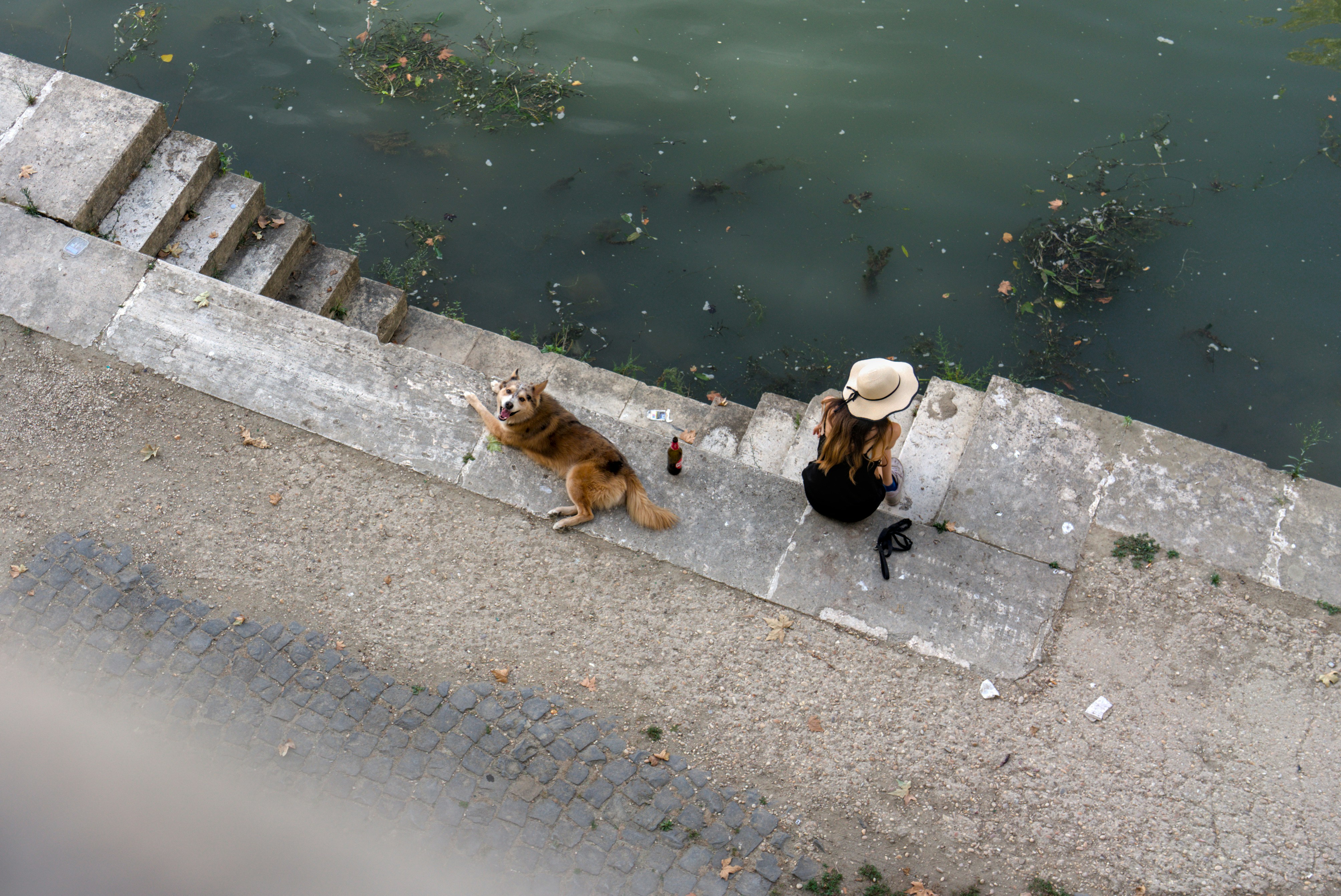 Two dogs sitting on the side of the water photo – Free Rome Image on ...