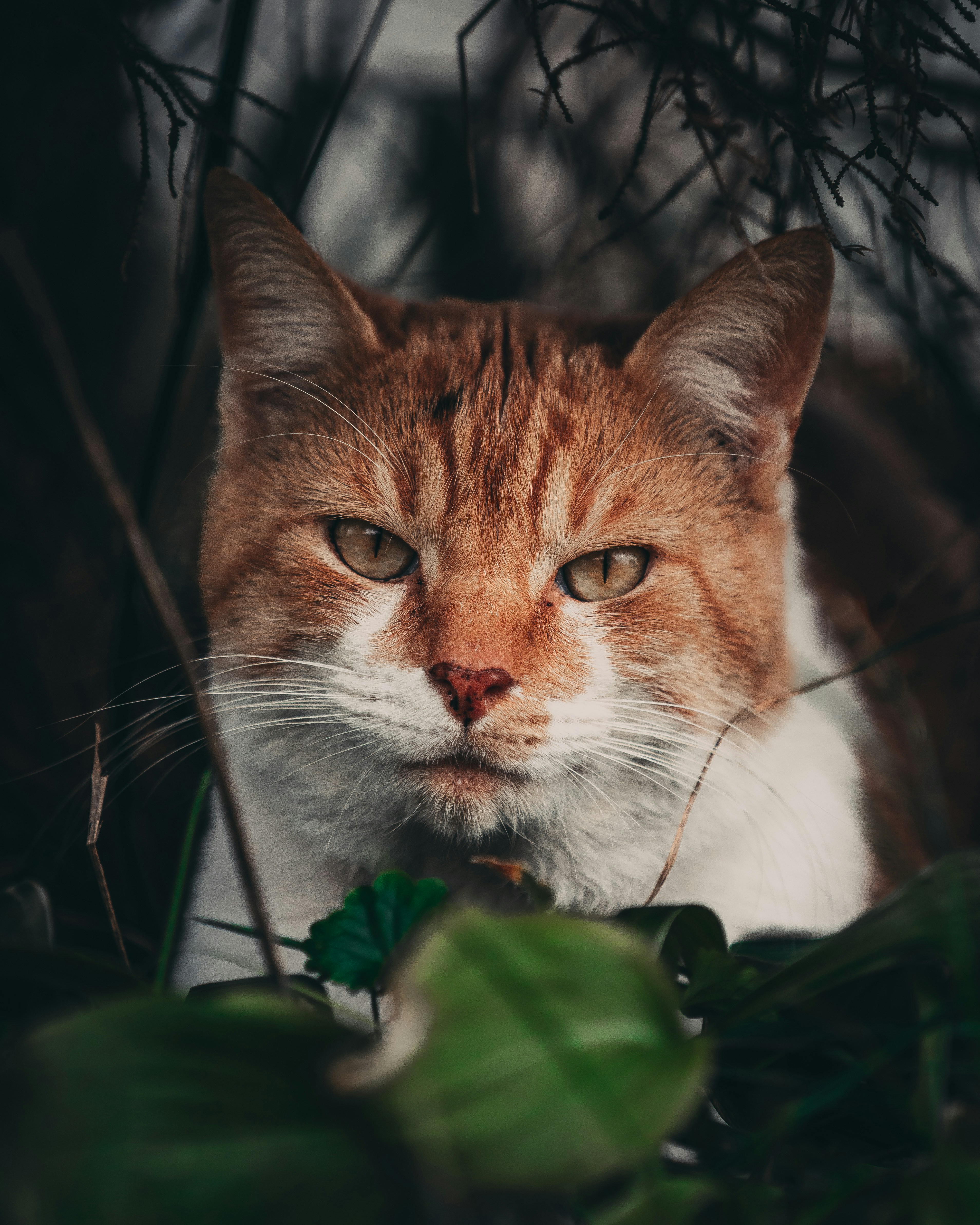 A orange cat sitting in grass and leaves