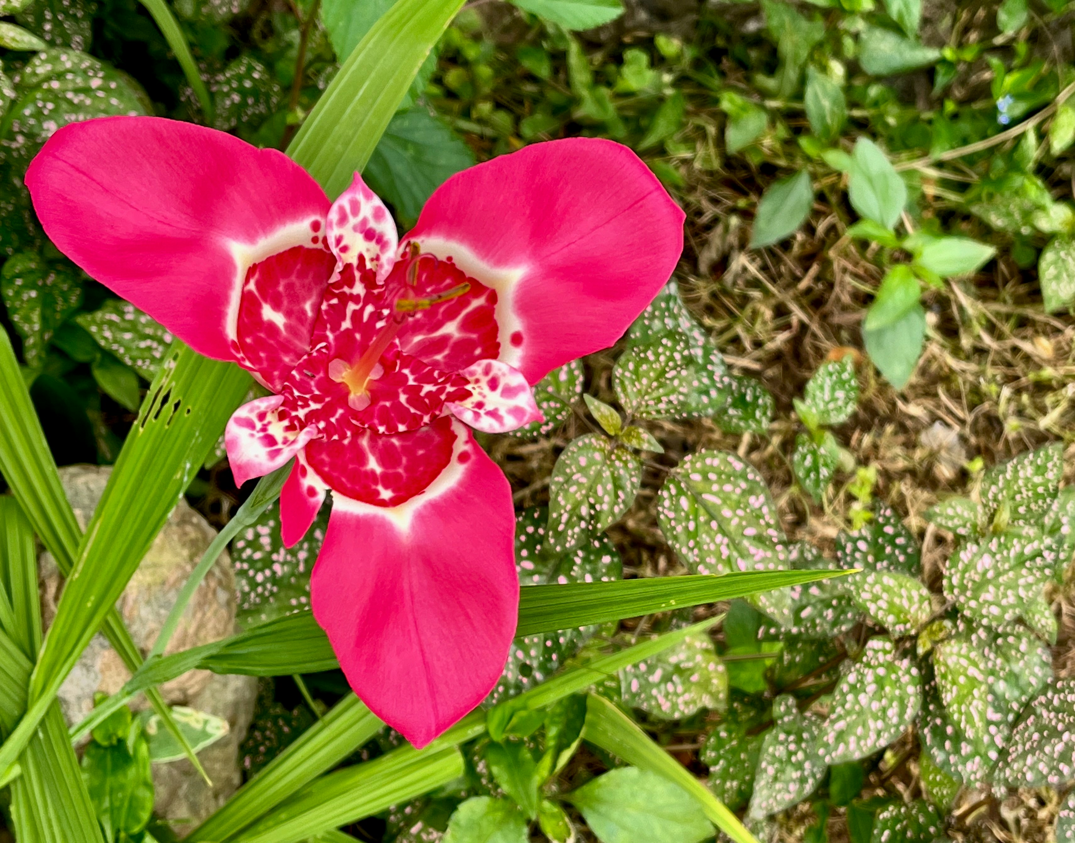 Crimson Bloom Framed by Verdant, Spotted Foliage