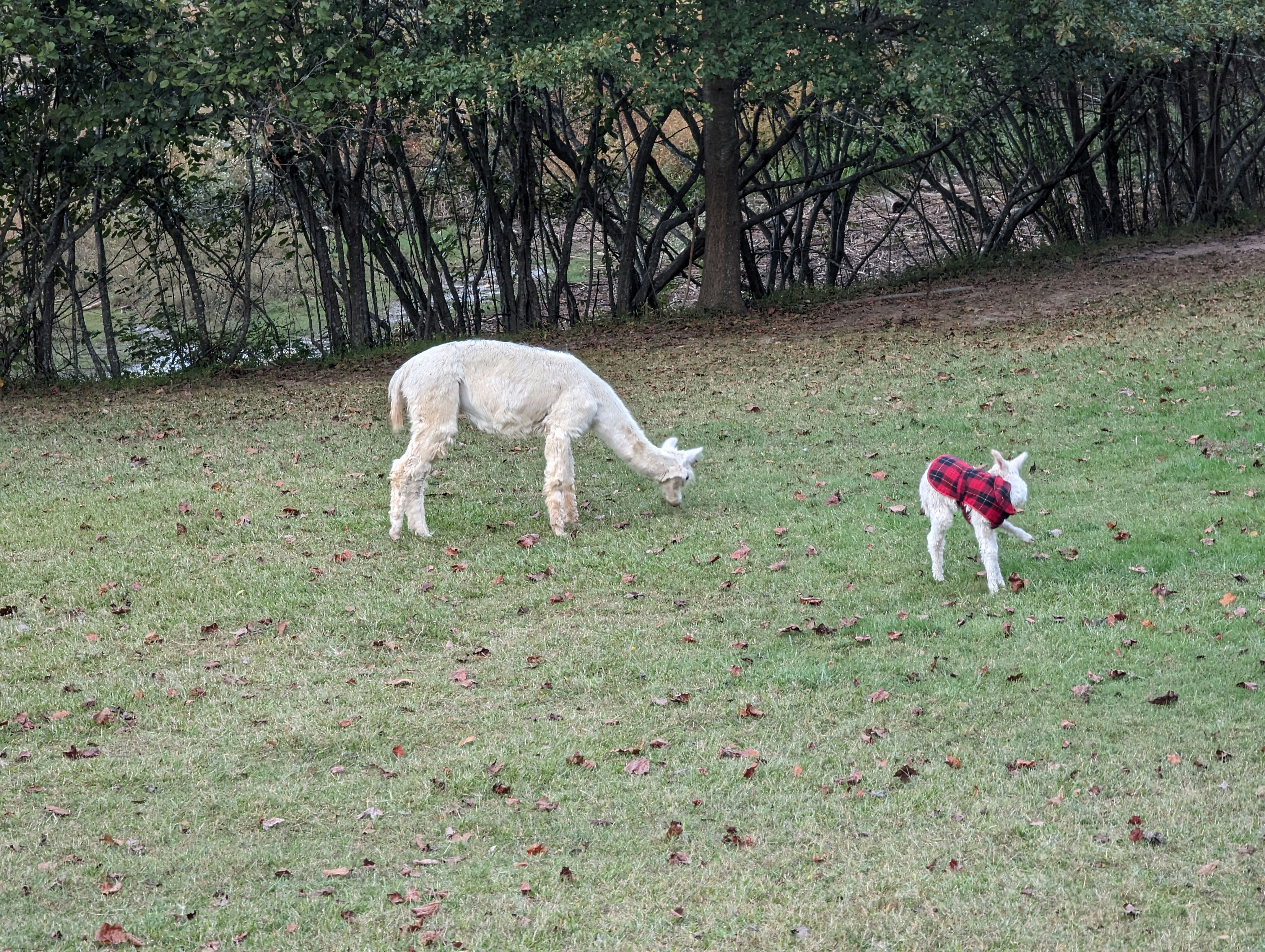 Newborn alpaca in a red sweater takes tentative steps on a grassy field beside an adult alpaca.