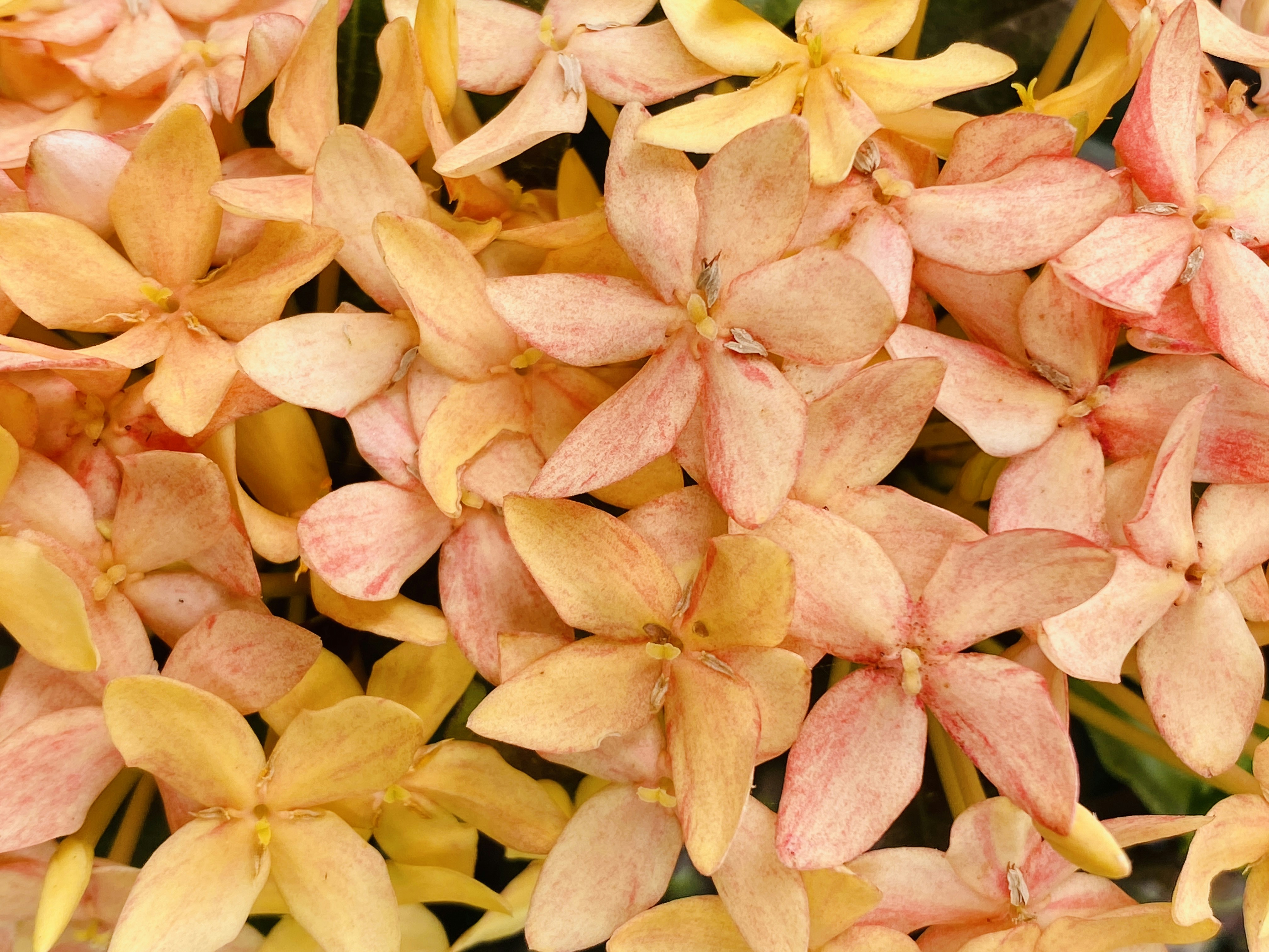 Petal Mosaic: Warm Coral and Apricot Blossoms Up Close