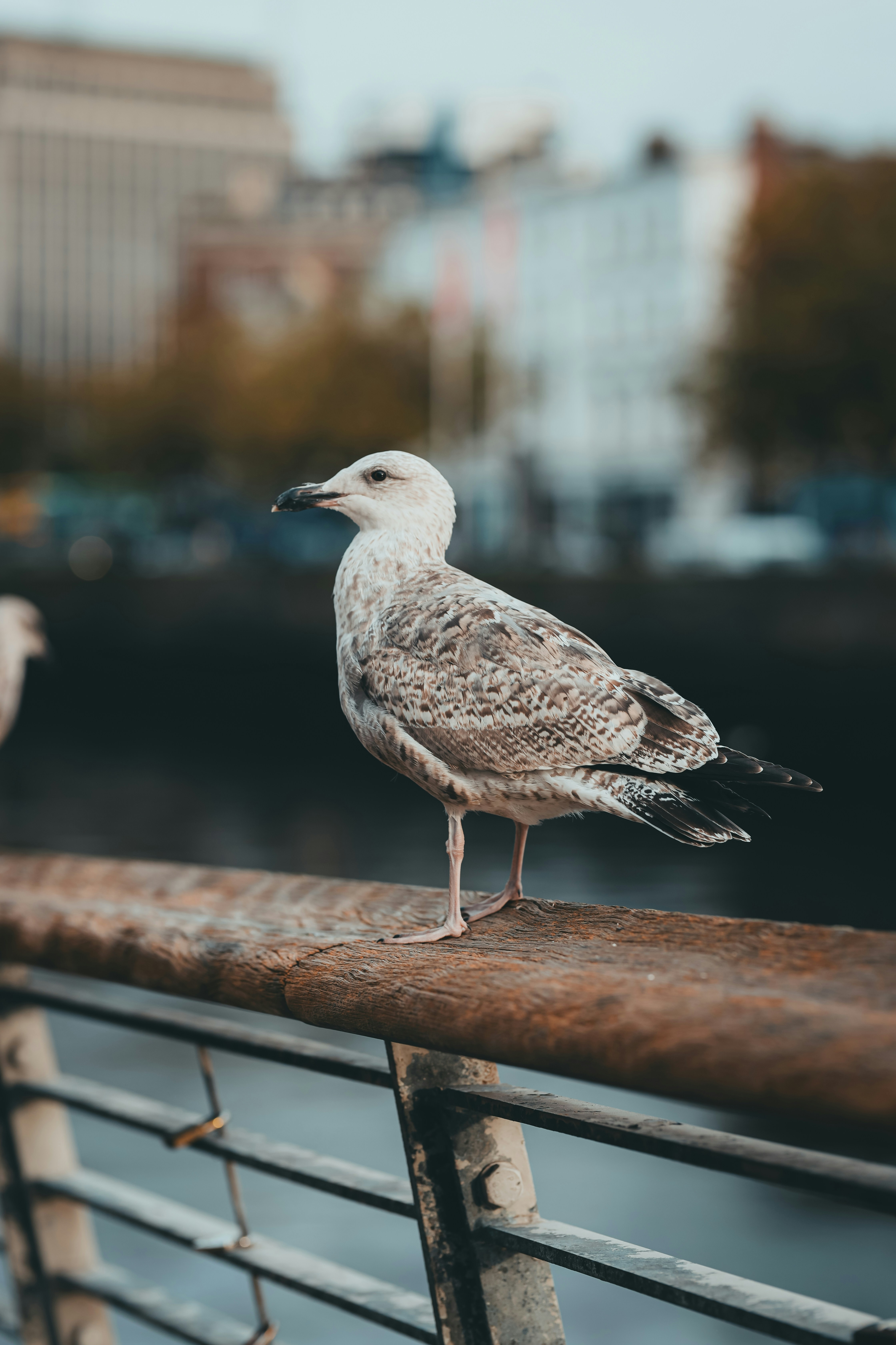 Photo by Ibrahim guetar with Canon EOS R