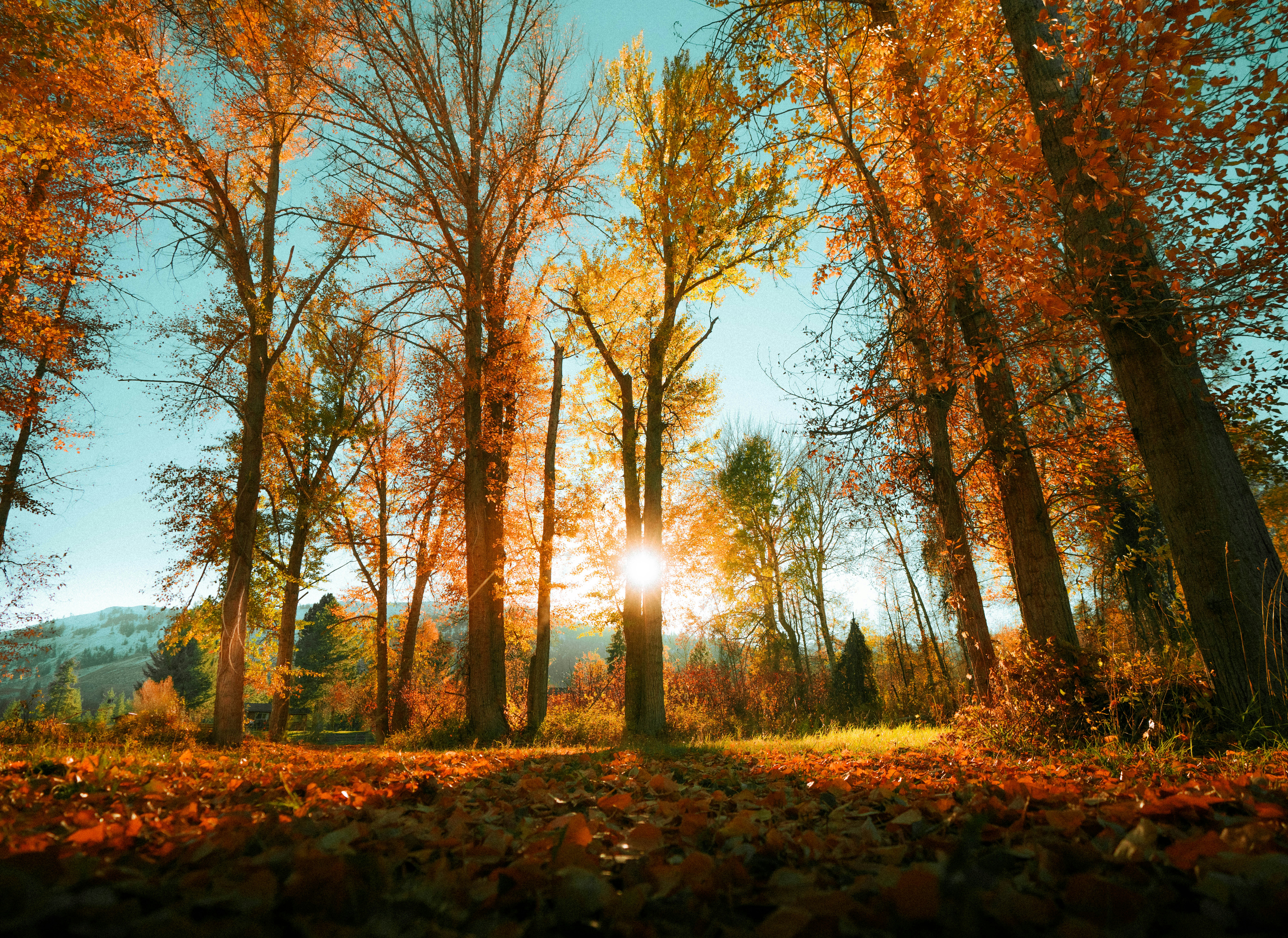 The sun is shining through the trees in the forest photo – Free Fall ...