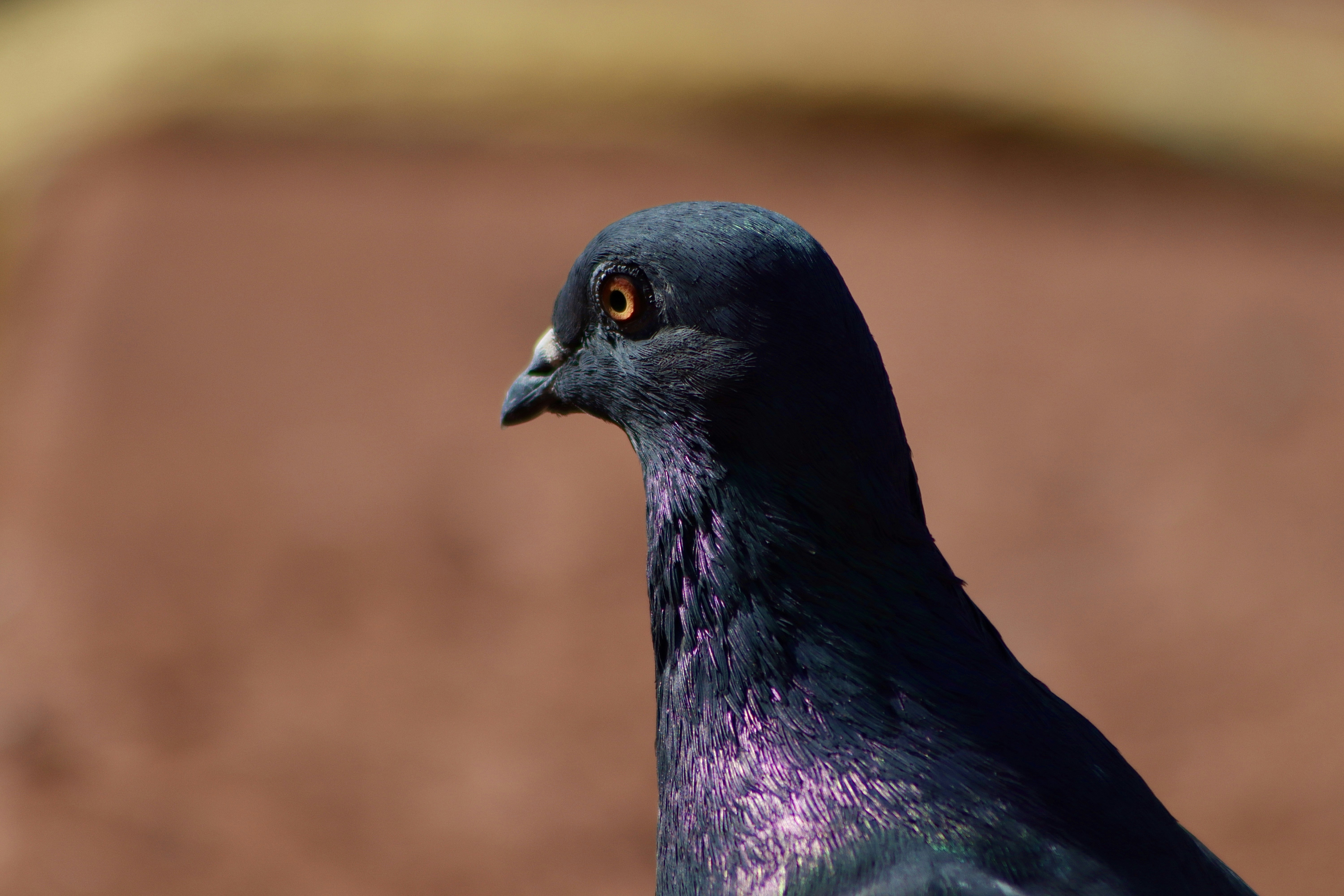 Iridescent Gaze: A Pigeon’s Close-Up Against Warm Brick Glow