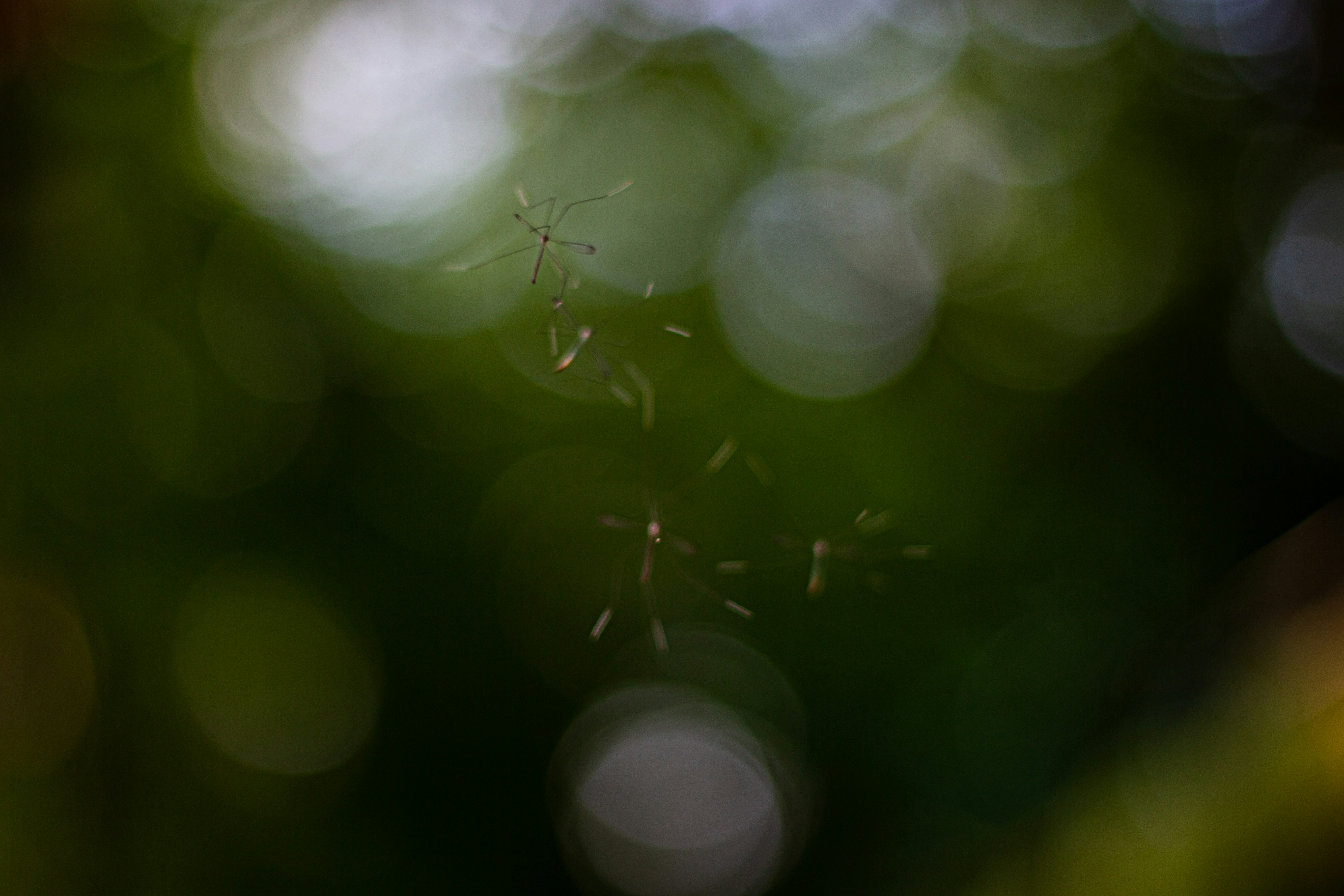 Photo by Abishankar TA with Canon EOS 700D