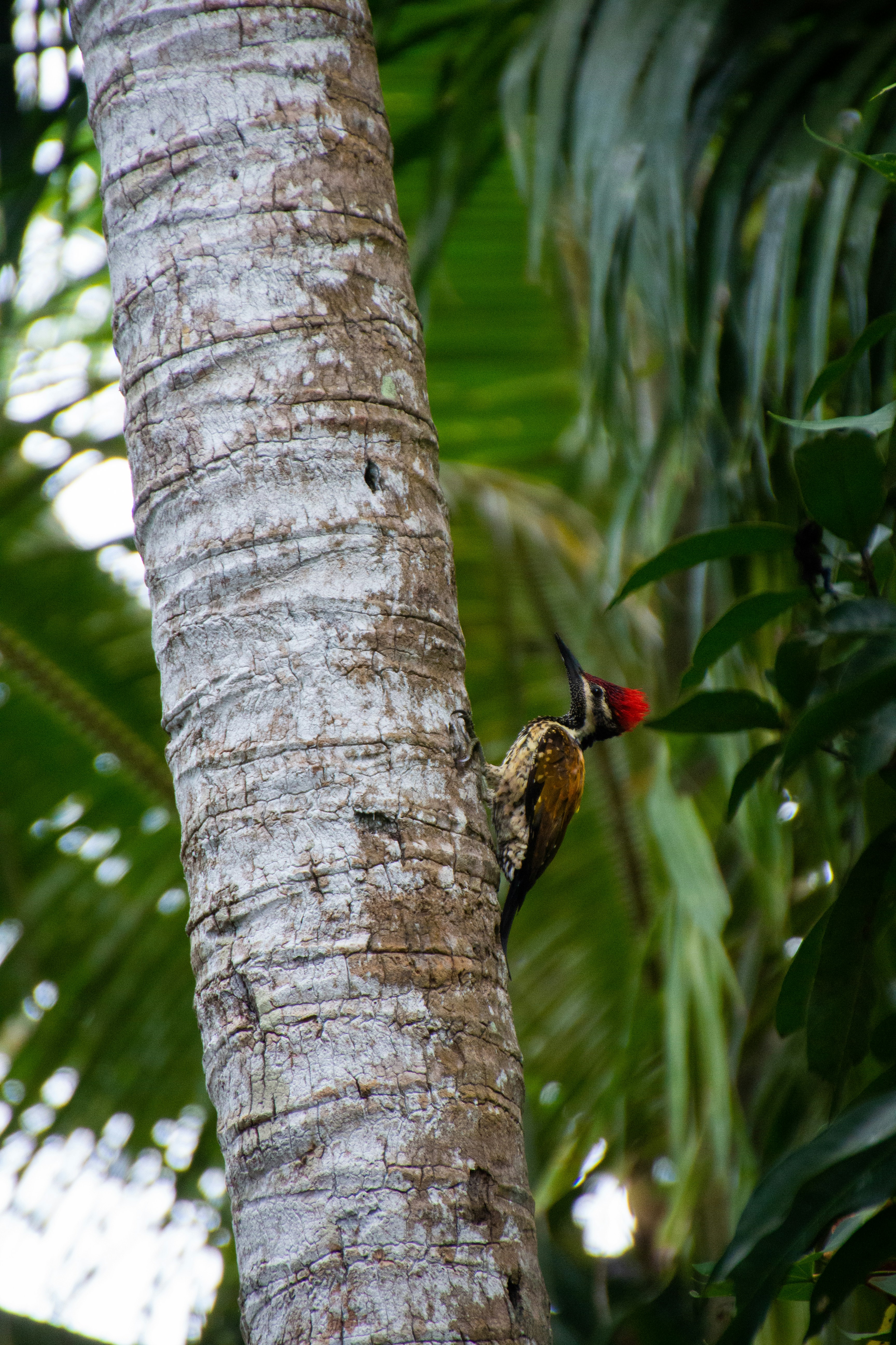 Crimson Crest Clings to a Weathered Palm Trunk