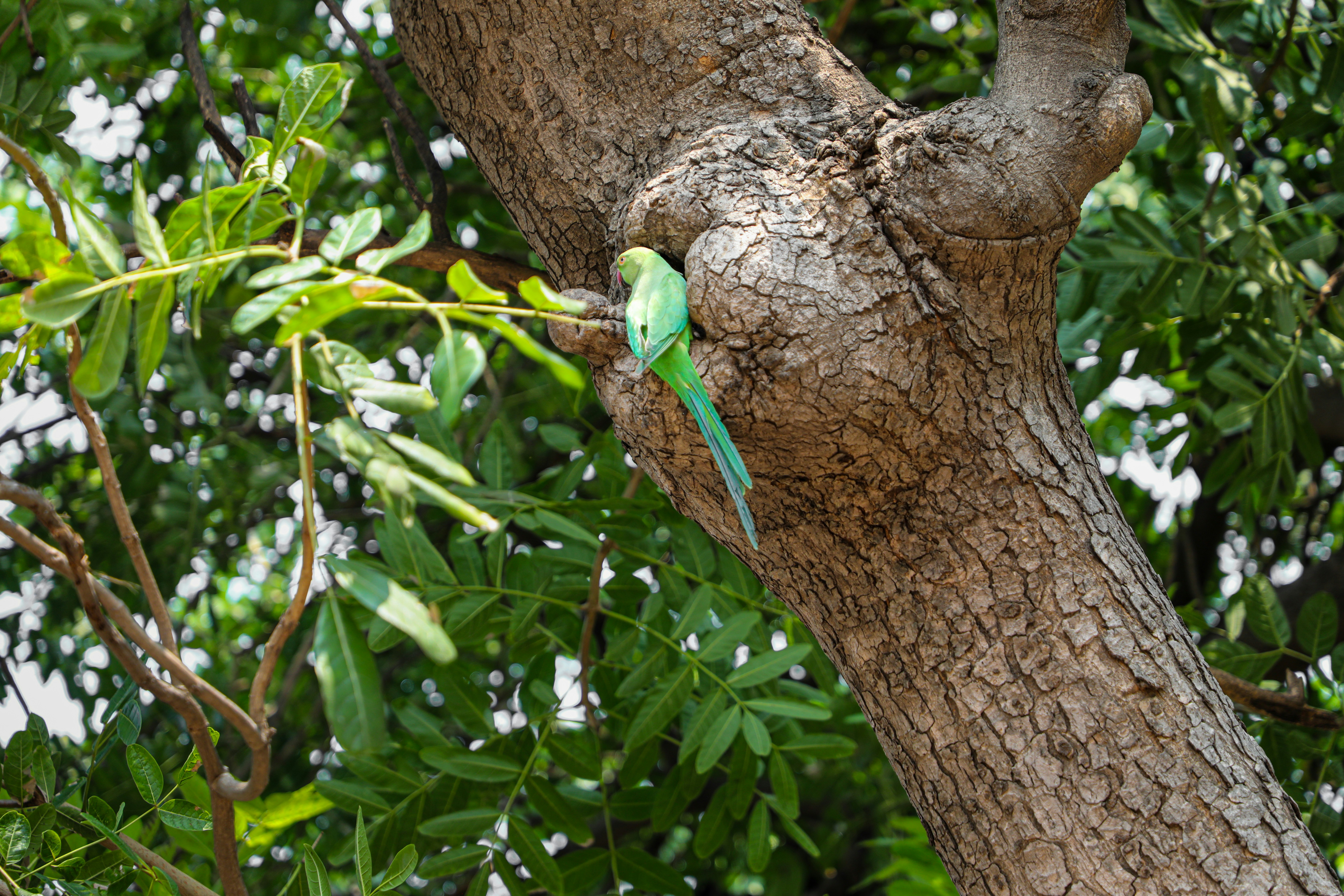Emerald Parakeet Perched on Weathered Bark Amid Lush Foliage