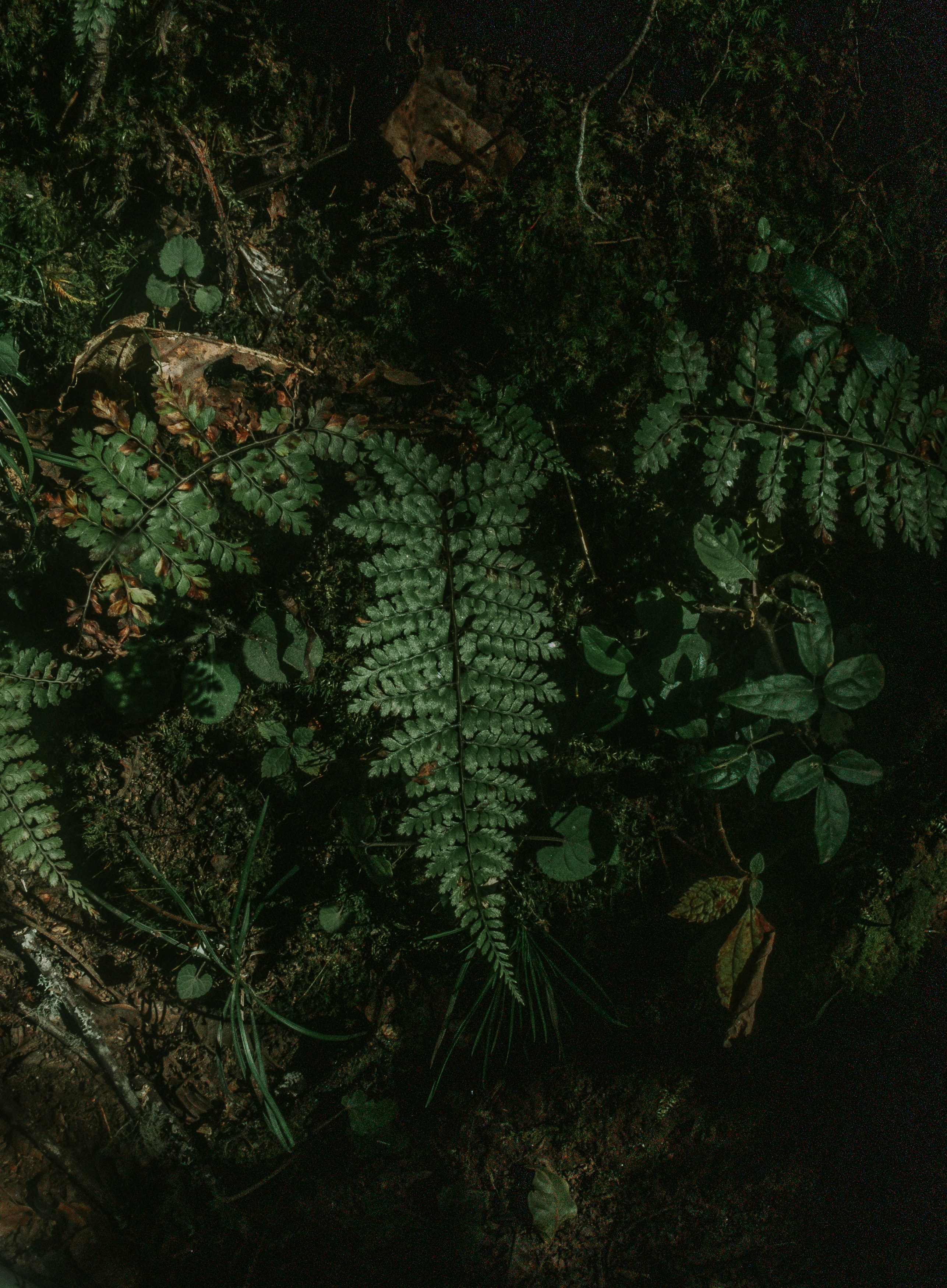 Close-up of a shadowed forest floor dominated by fern fronds and creeping leaves, captured in low light. The scene emphasizes texture and green depth.