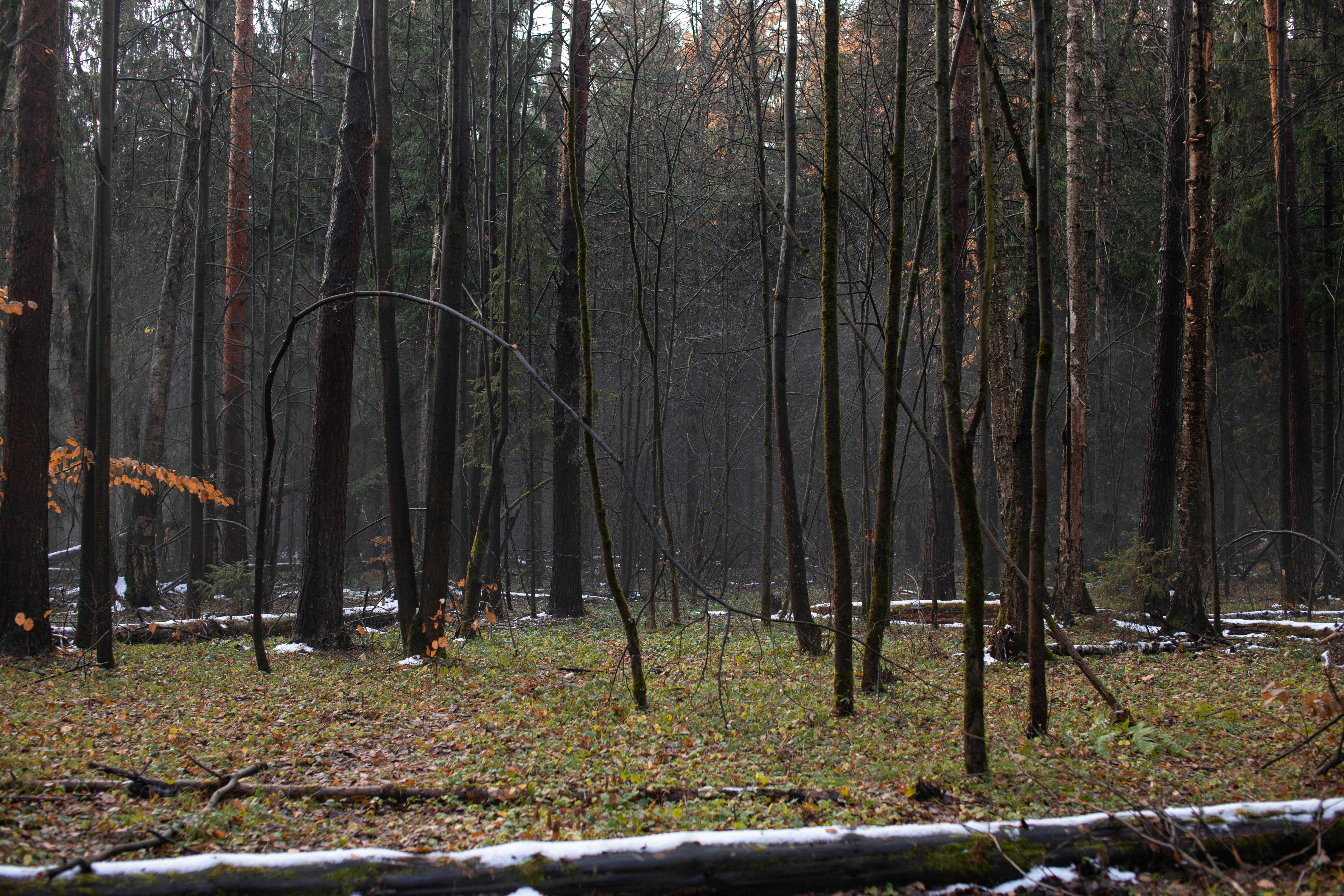 Mist-Laced Pines: A Snow-Dusted Corridor in the Frosty Forest