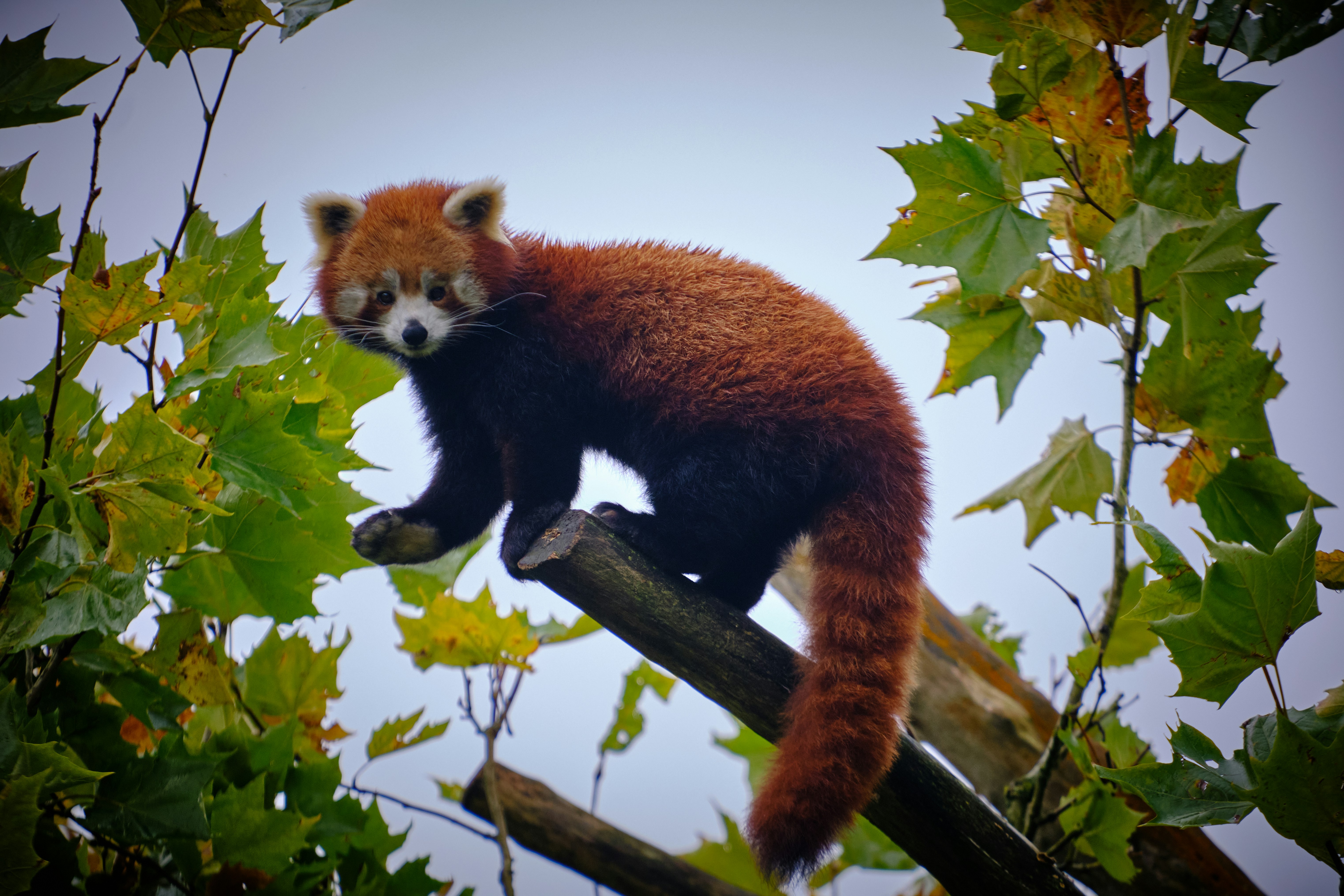 a red panda climbing up a tree branch