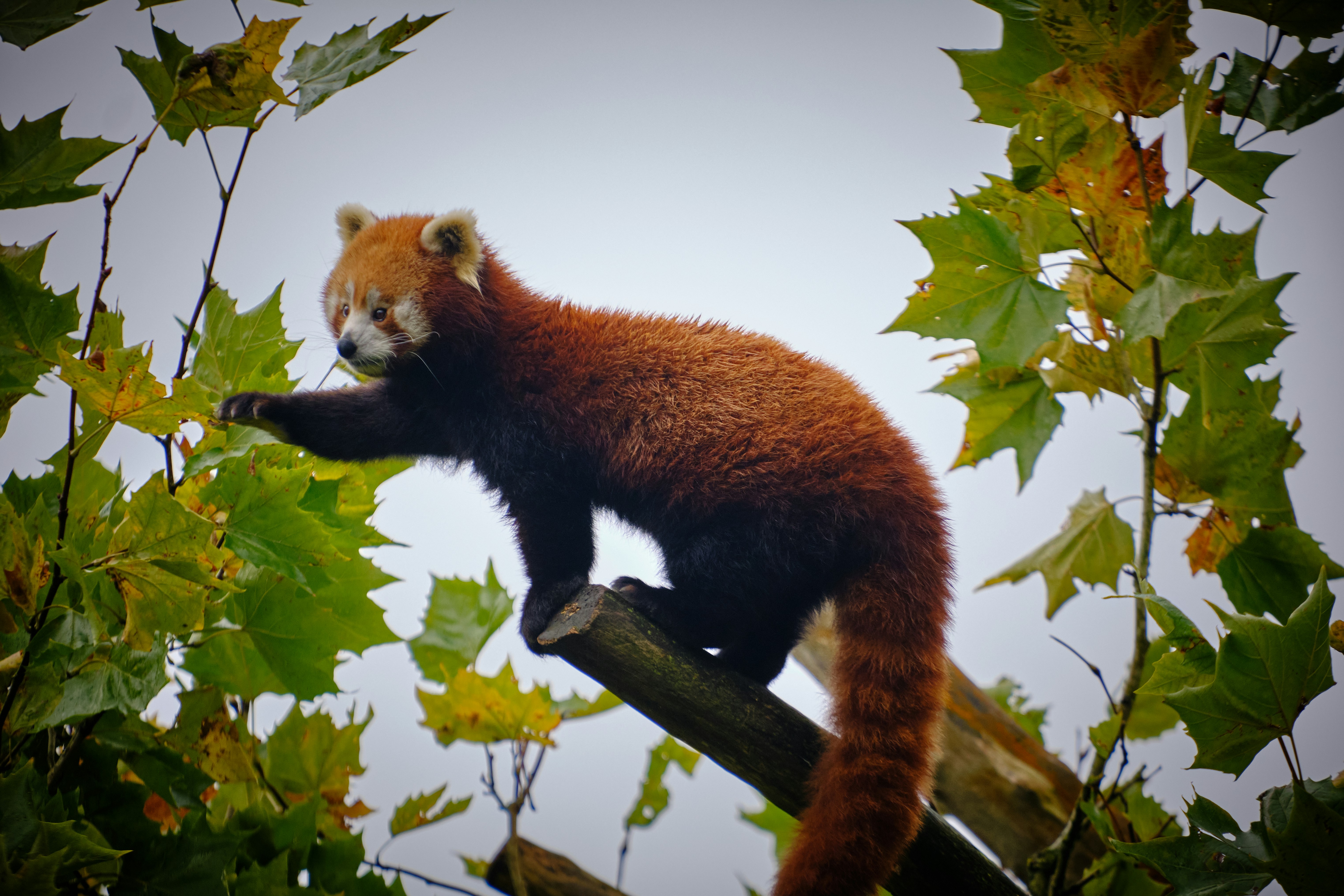 Red Panda Acrobat on a Branch: Amid Green Fronds and Autumn Light