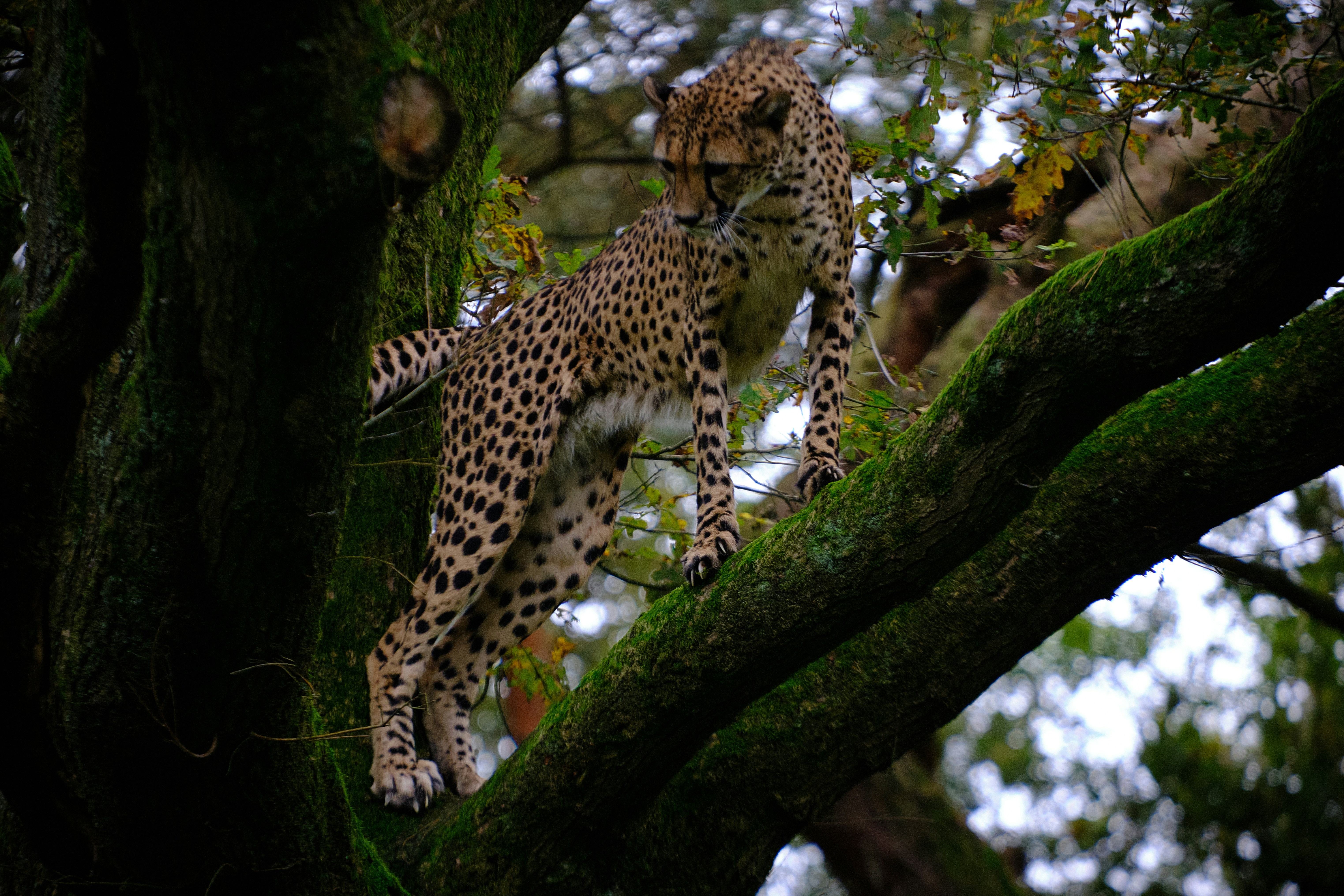 A cheetah standing on a tree branch in a forest photo – Free Cheetah ...