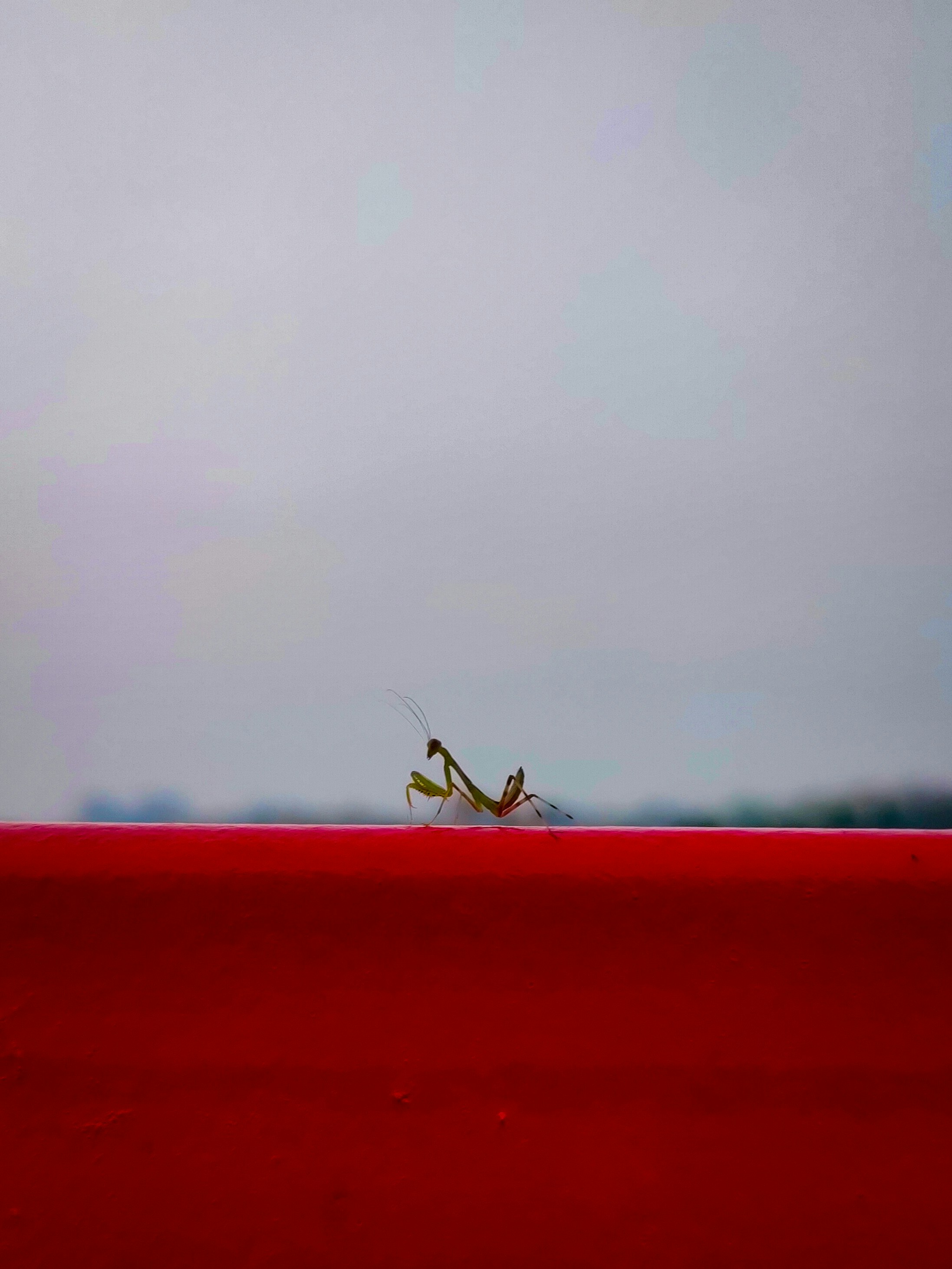 a praying mantisca sitting on a red surface