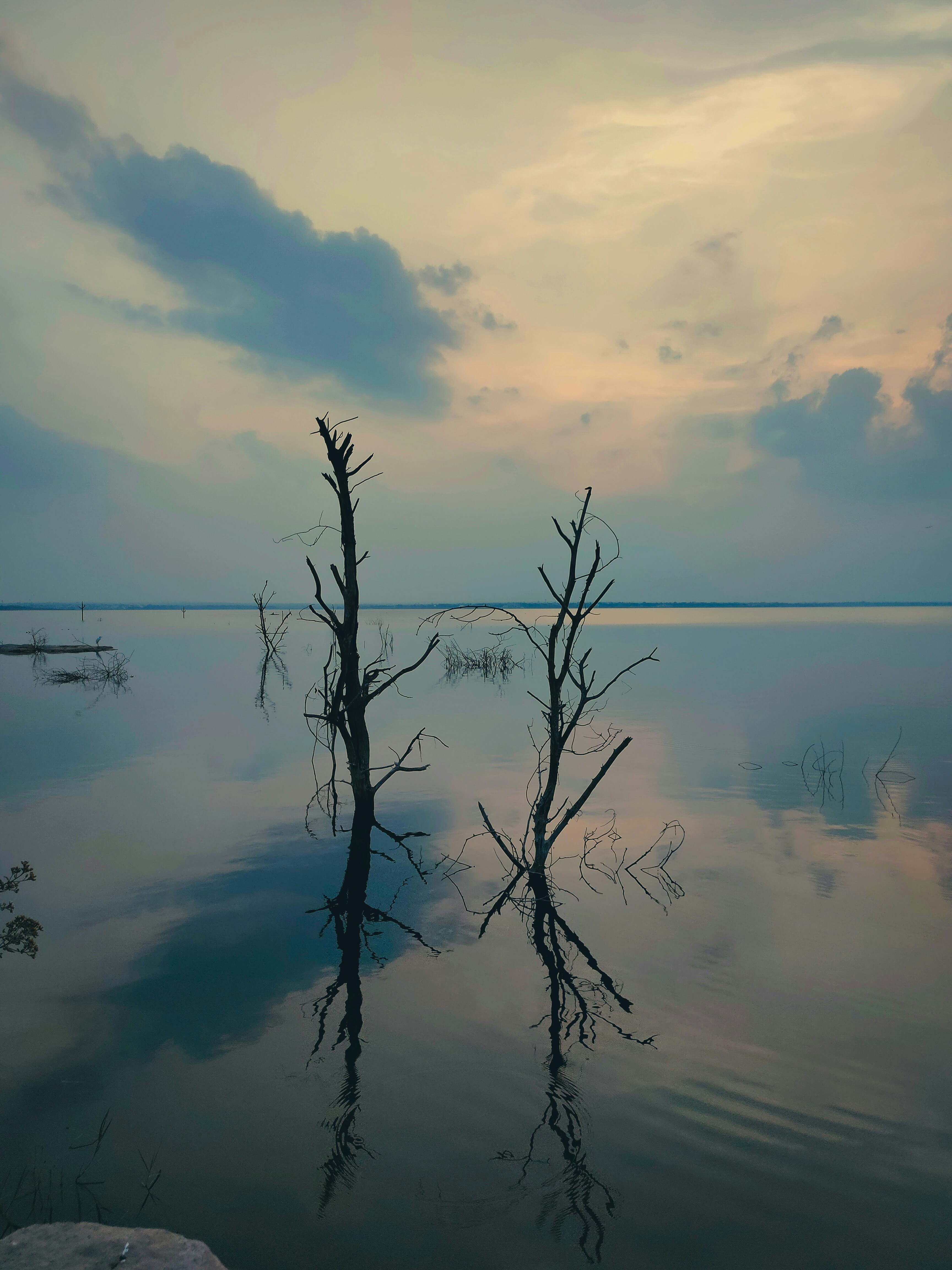Two dead trees in the middle of a lake photo – Free Brown Image on Unsplash