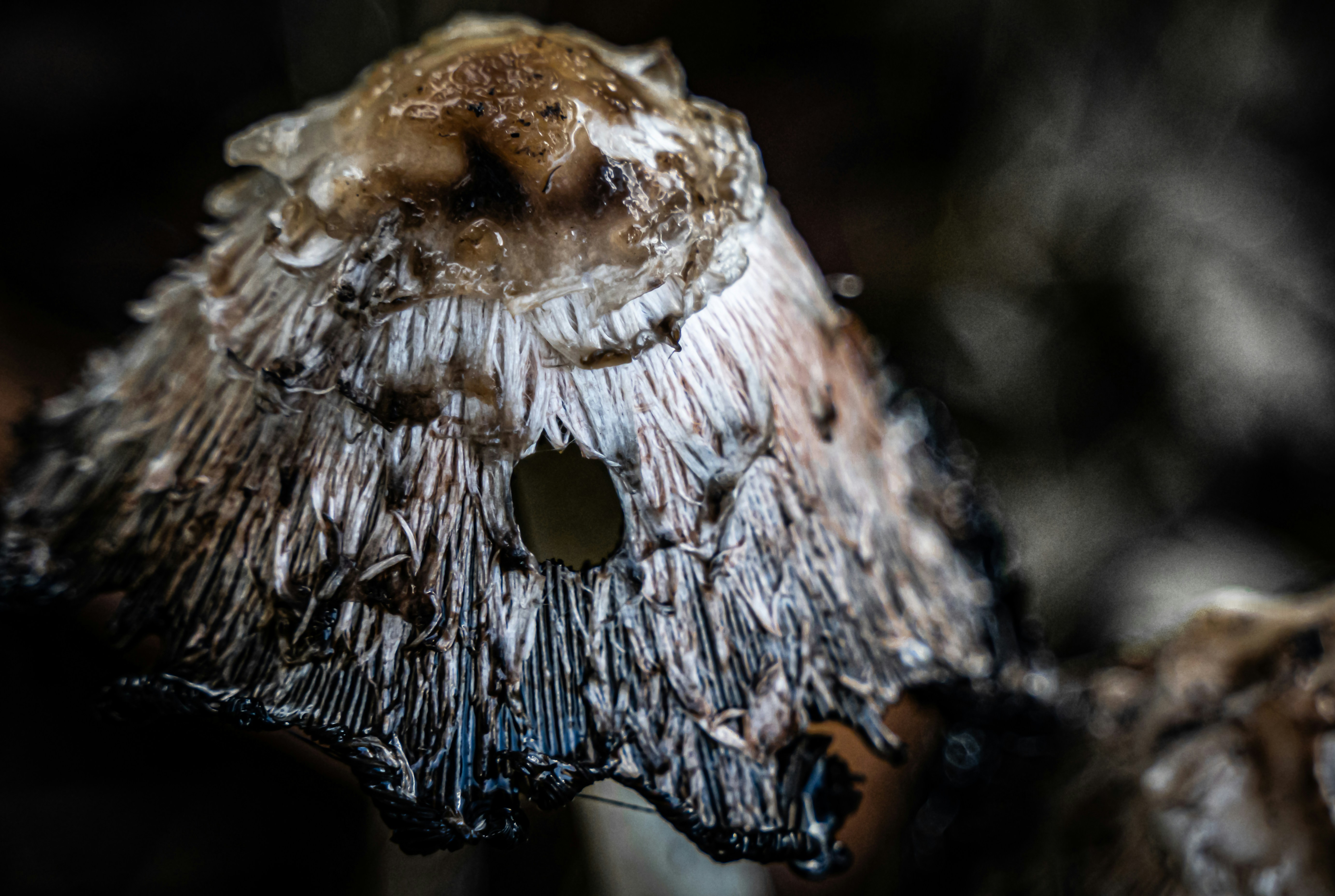 Hollow Center: a close-up of a decayed mushroom cap under shadow