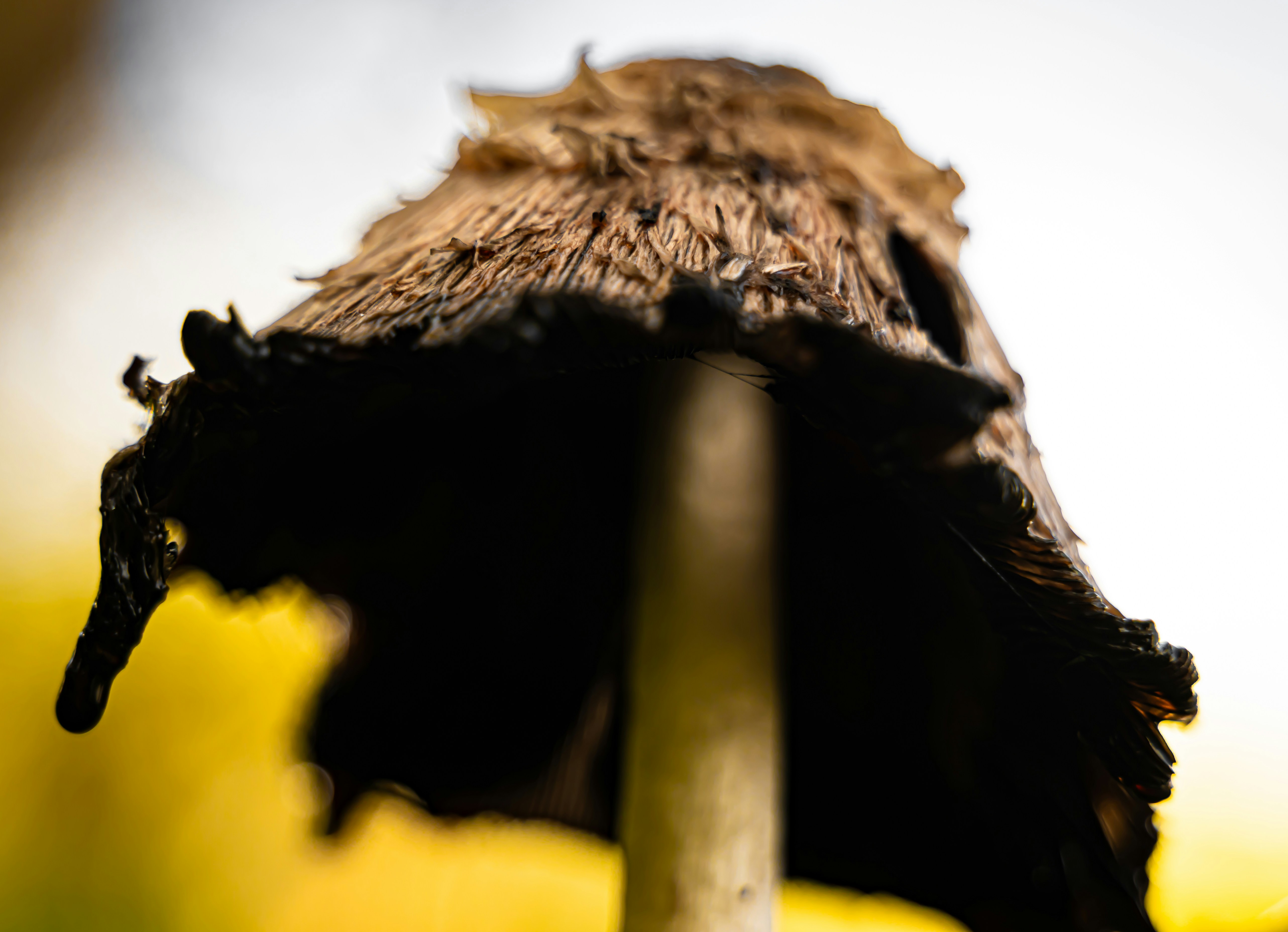 Low-Angle Close-Up of a Weathered Mushroom Cap Against Warm Bokeh