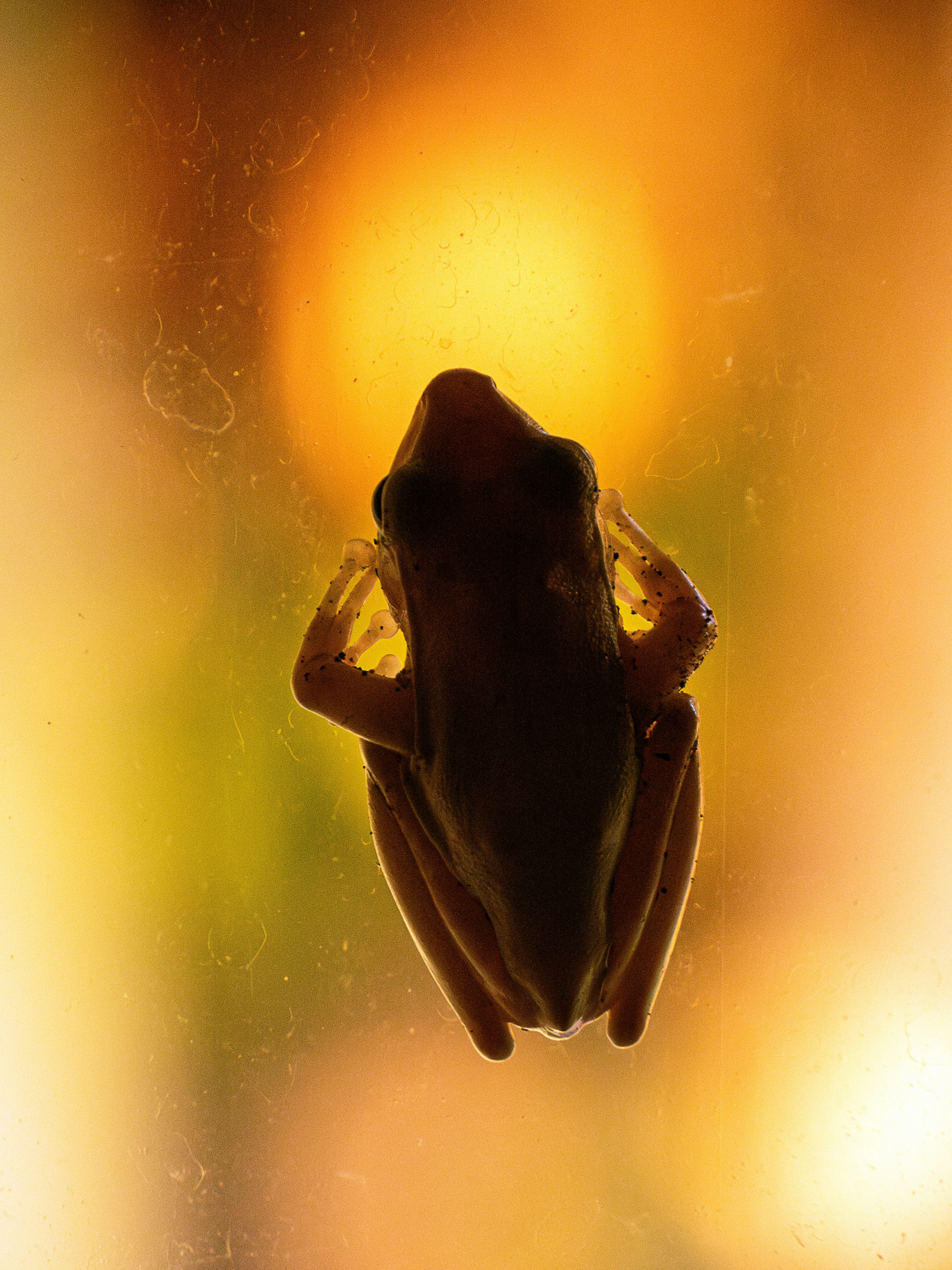 Amber Veil: Frog Silhouette Clinging to Glass
