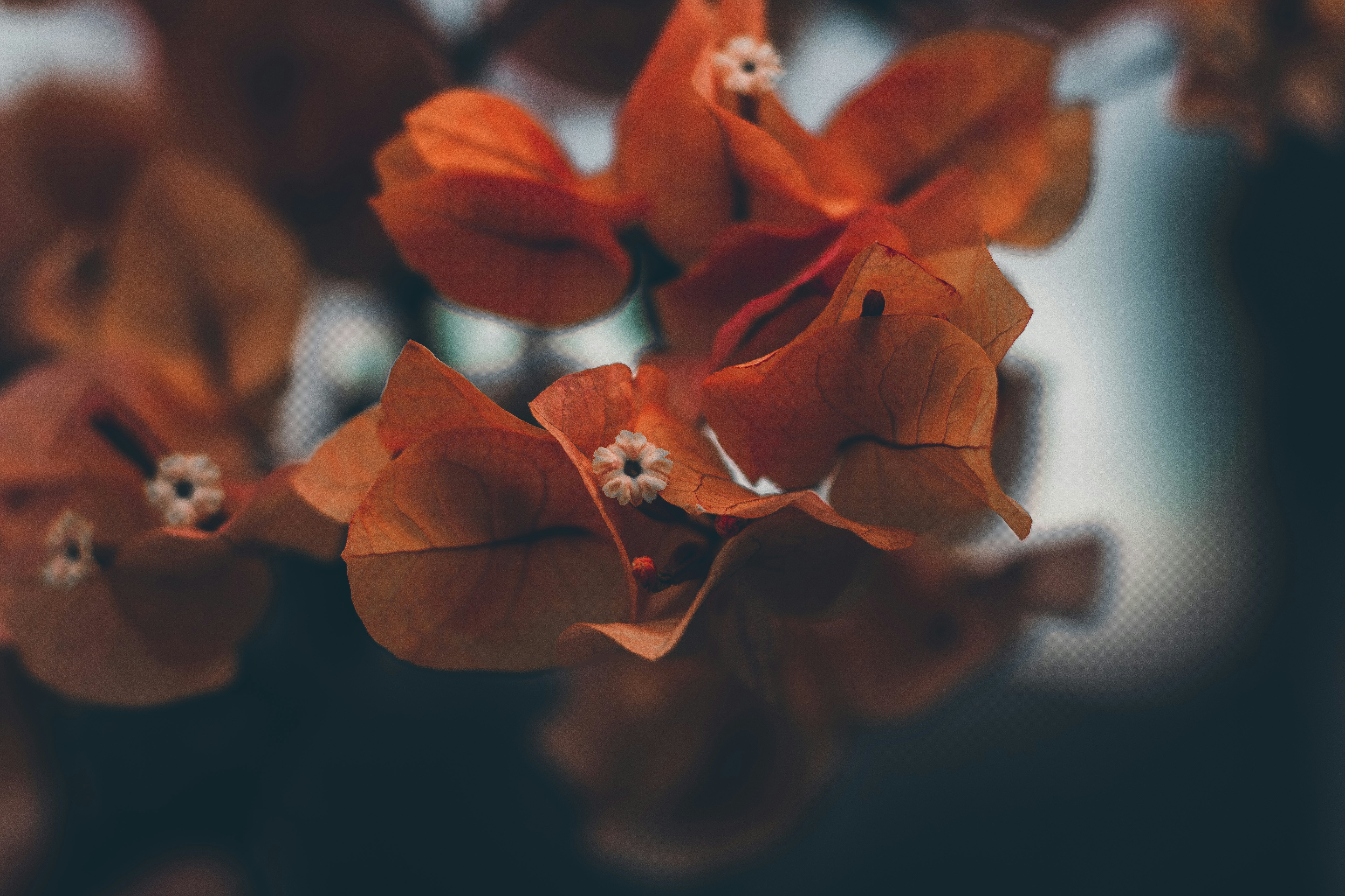 A close up of a bunch of orange flowers photo – Free Petal Image on ...