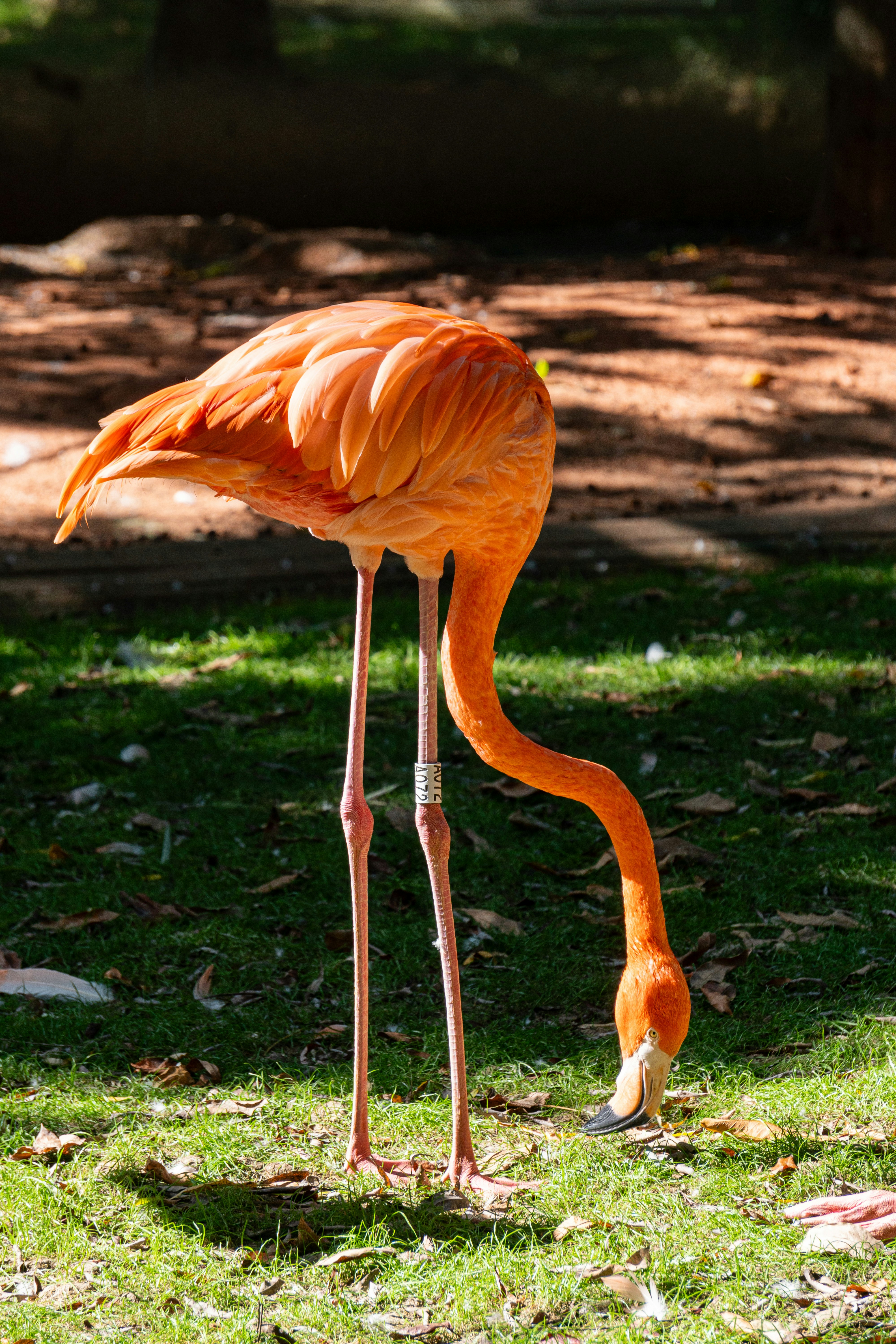 Gilded Curve: A Flamingo Foraging in Dappled Park Light