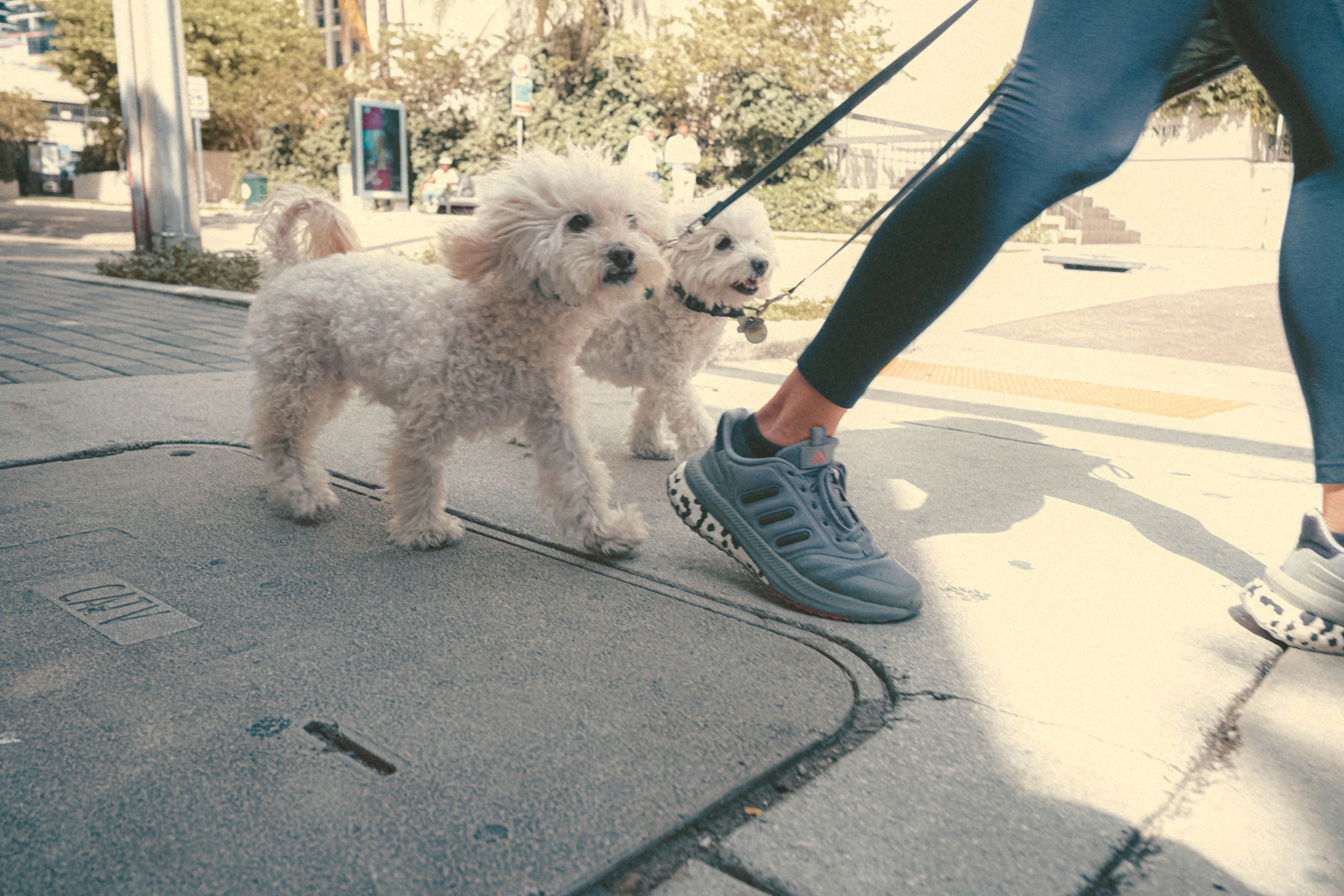 Urban Poodle Parade: A Pair of Fluffs on a Sunlit City Walk