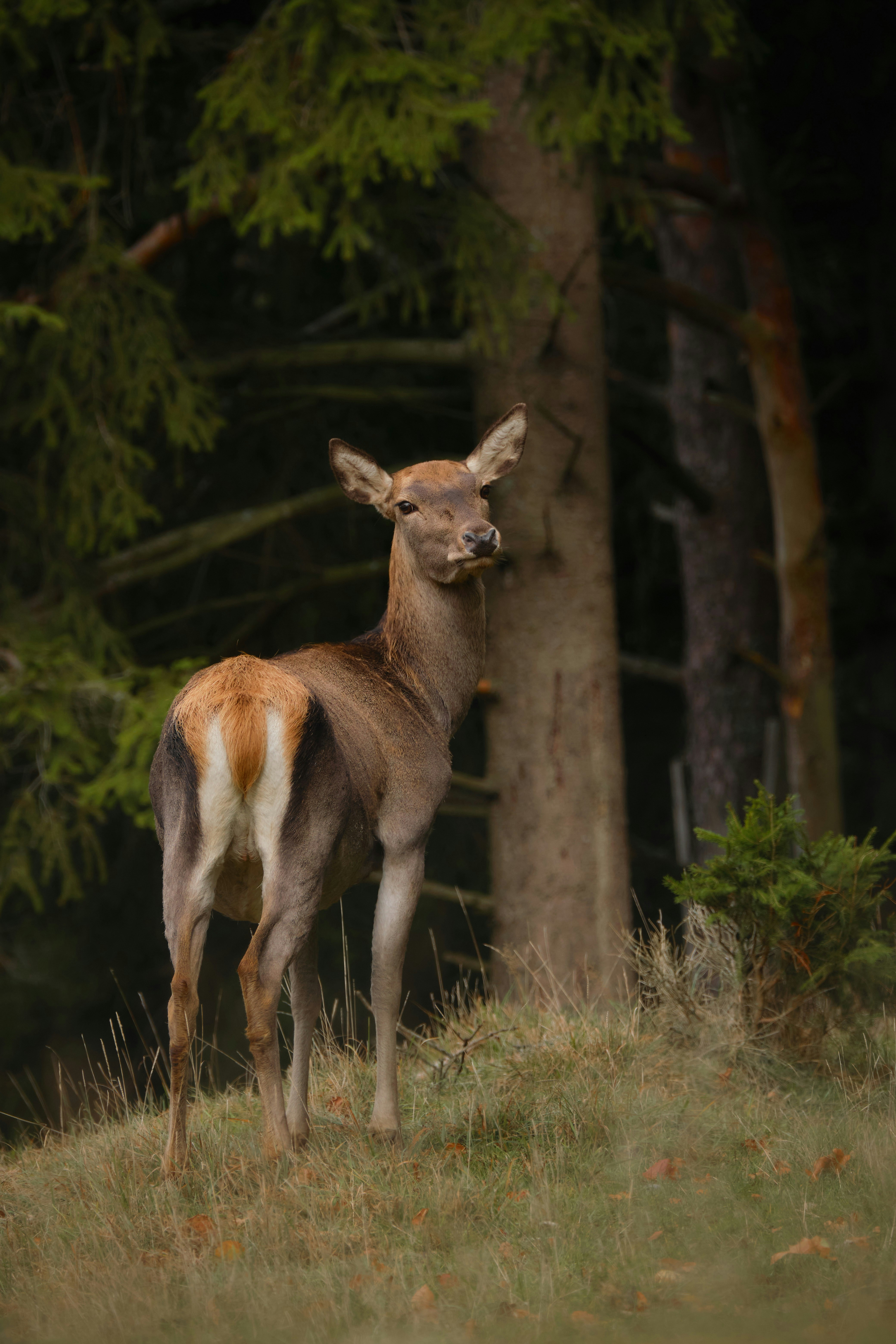 A deer standing in a field next to a forest photo – Free Wildlife Image ...