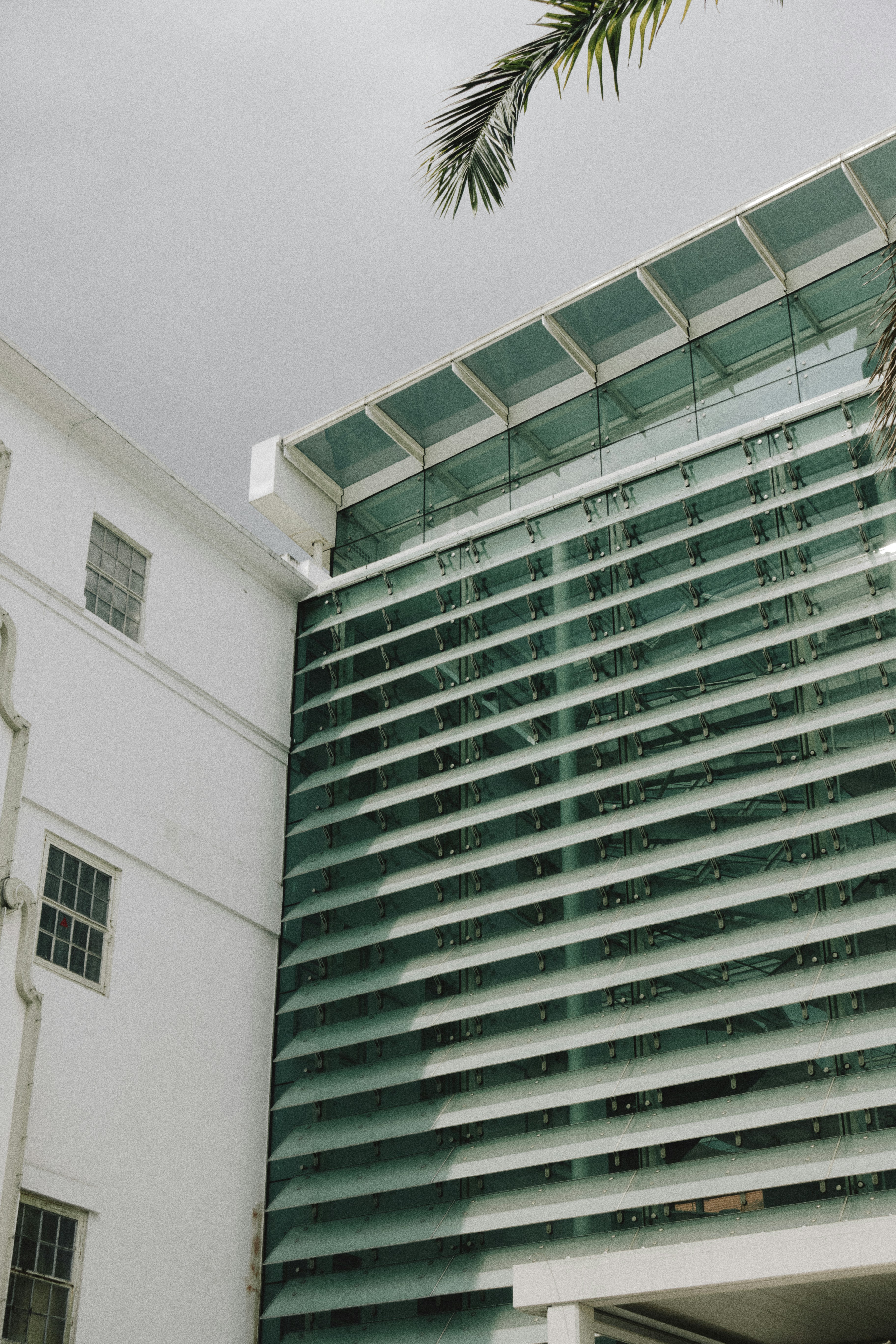 Modern building facade with layered glass panels and a contrasting white wall, framed by a palm leaf. 