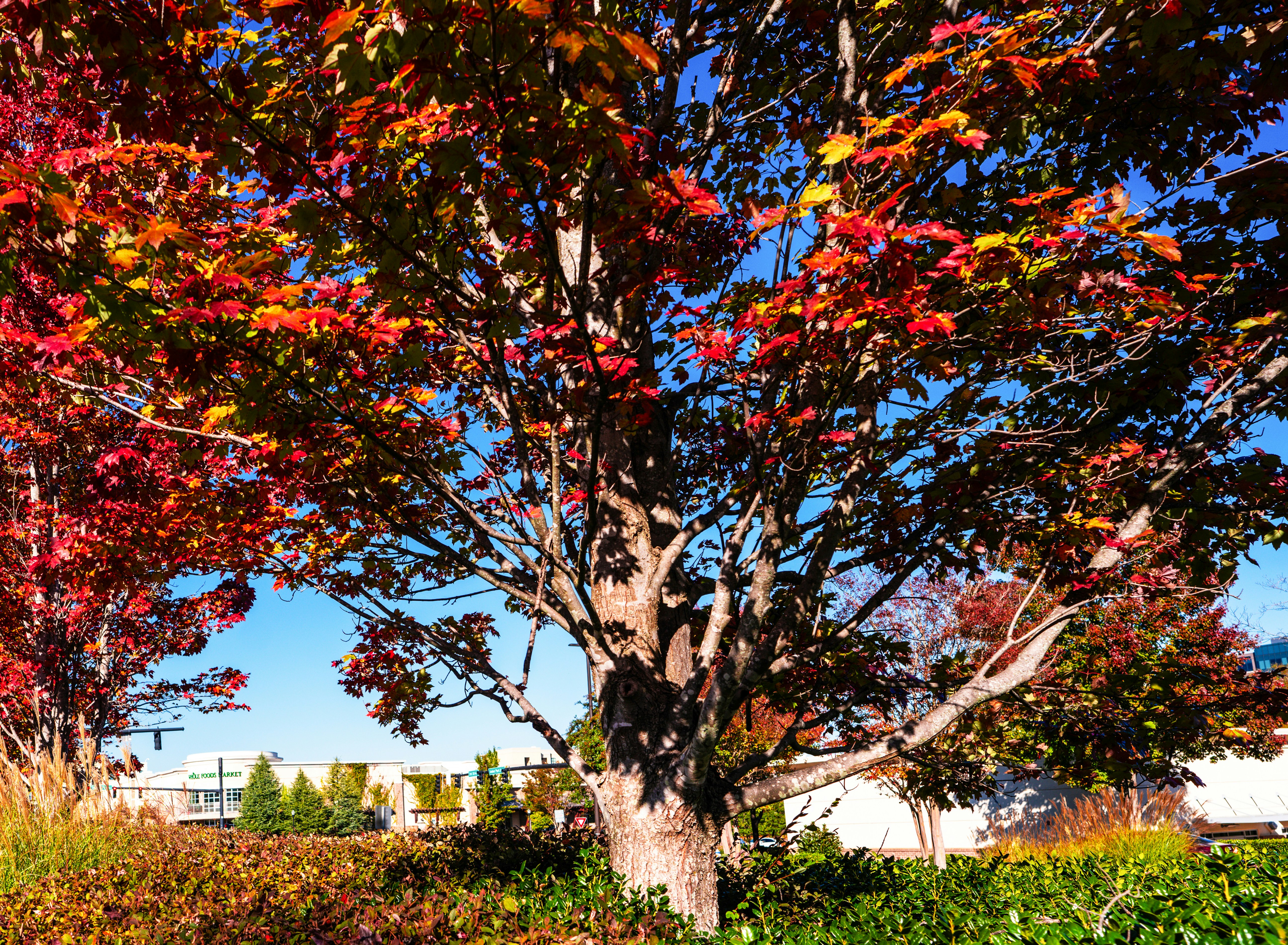 Un arbre aux feuilles rouges et jaunes dans un parc photo – Photo ...