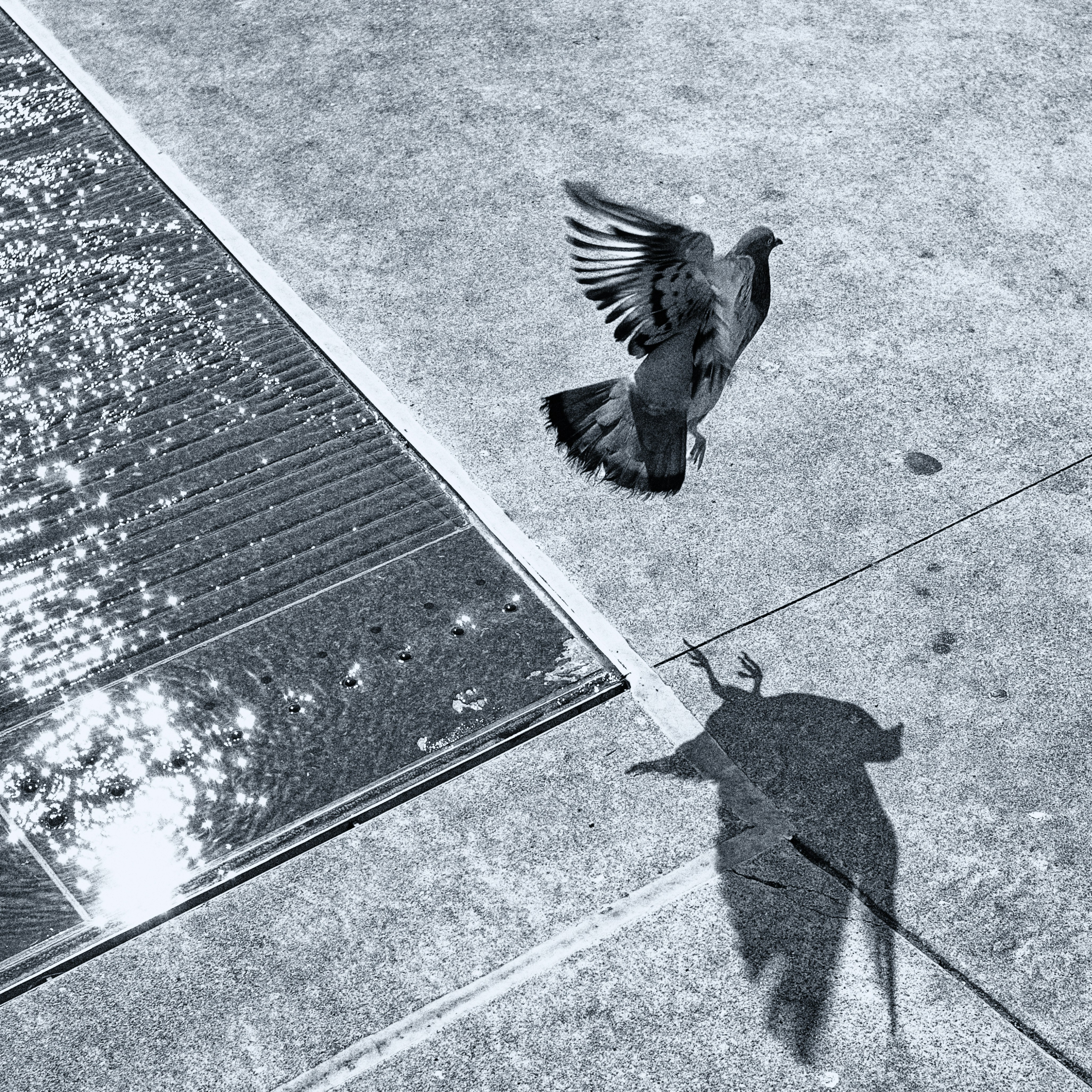 Winged Ascent Over a Sunlit Concrete Grid