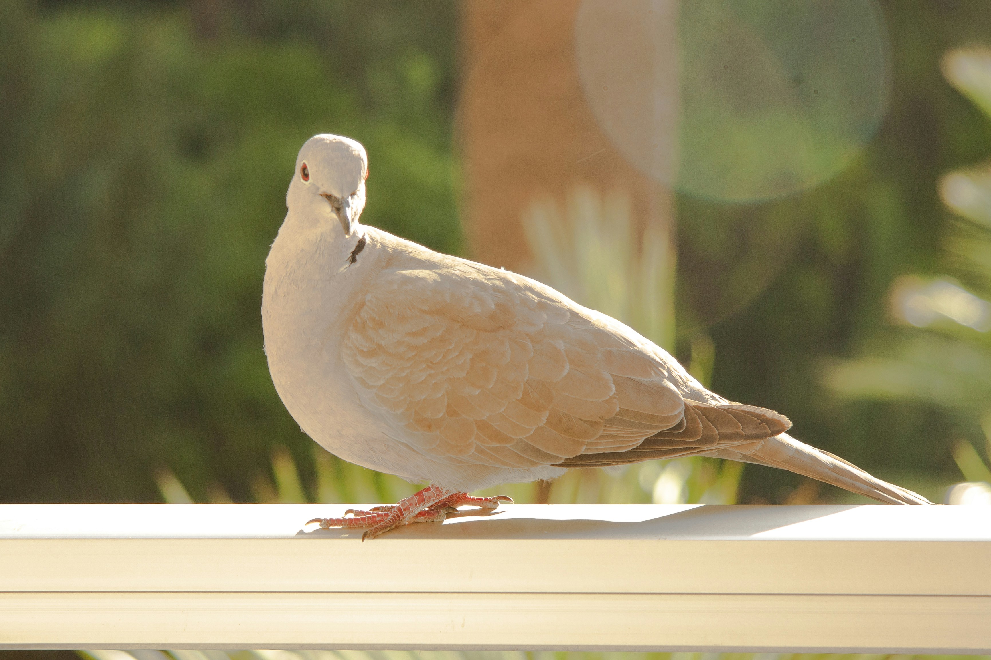 Sunlit Silence: A Cream Dove Perched on a White Rail