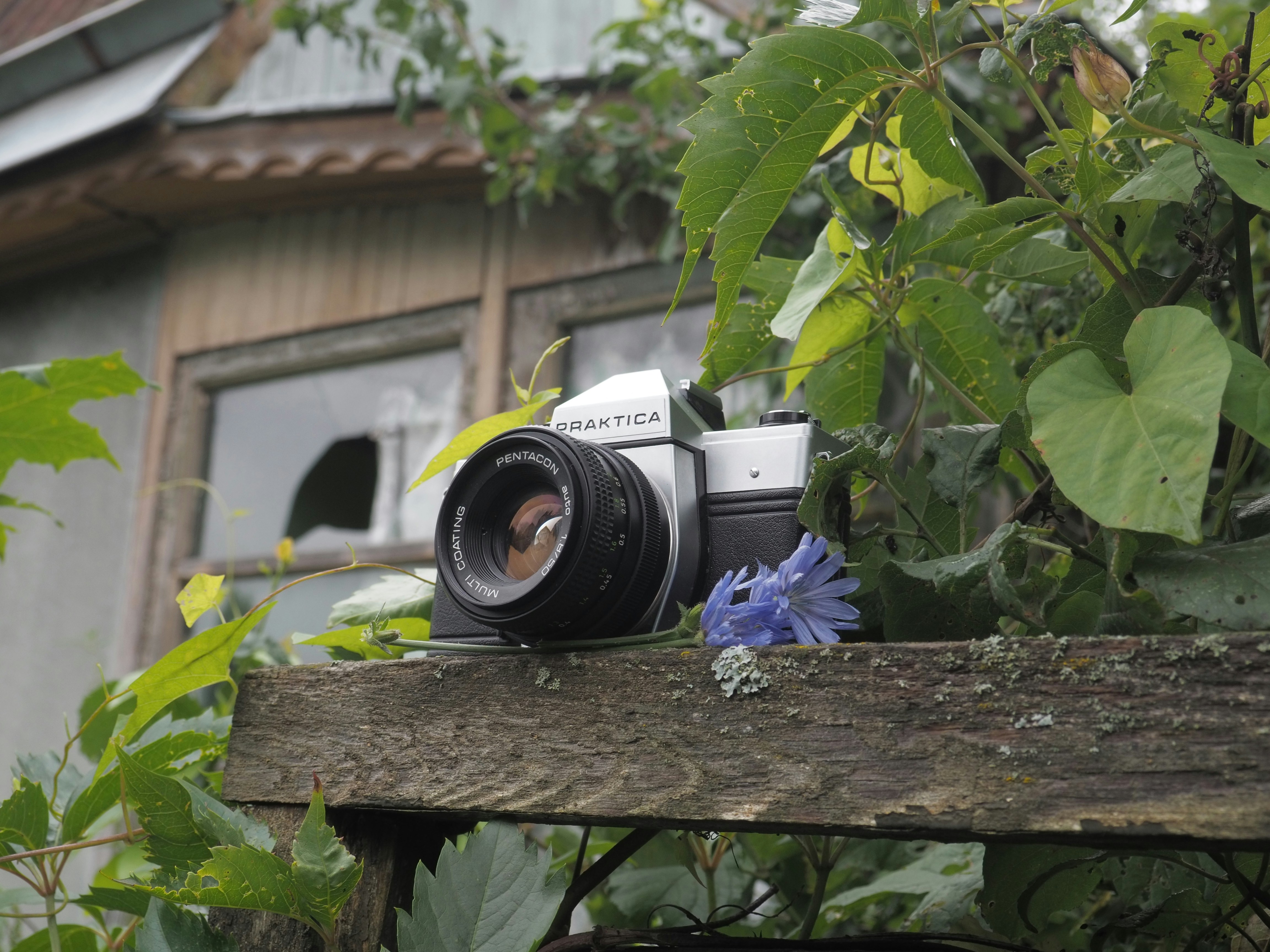 Praktica on a Weathered Beam, Framed by Garden Greens