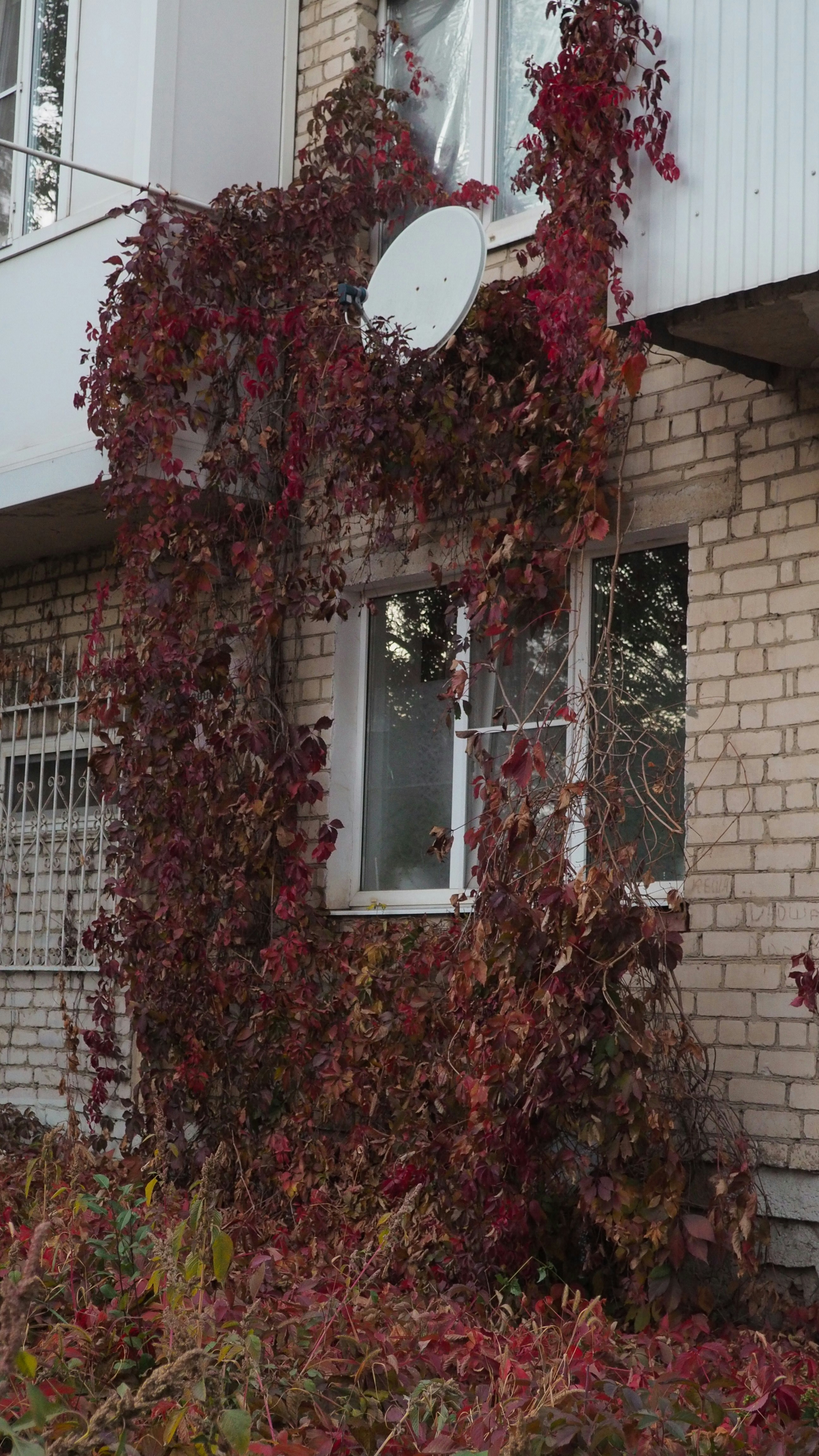 Crimson Ivy Guards a White Satellite Dish on a Bricked Balcony