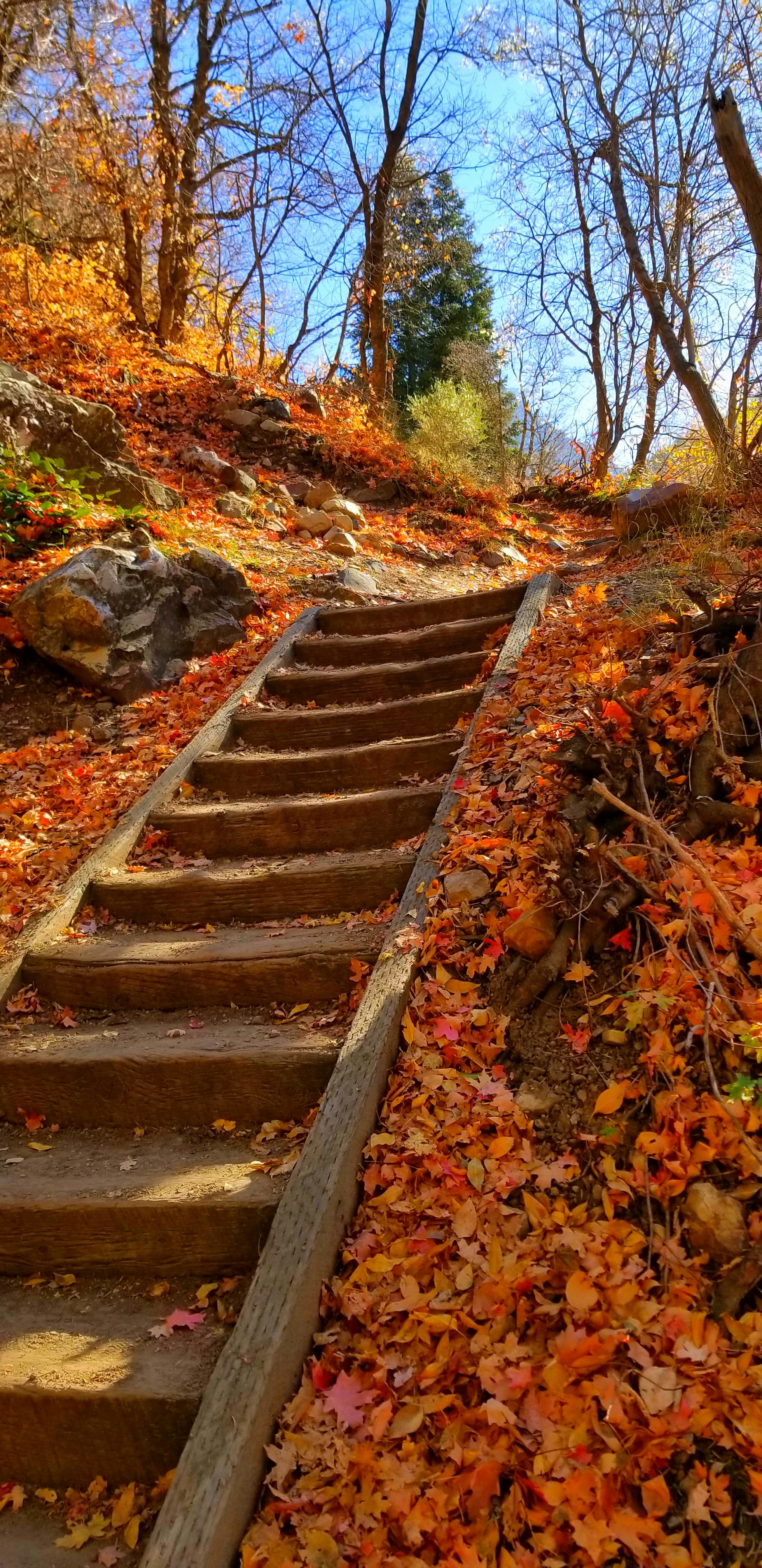 A bunch of steps that are next to some leaves photo – Free Leaf Image ...