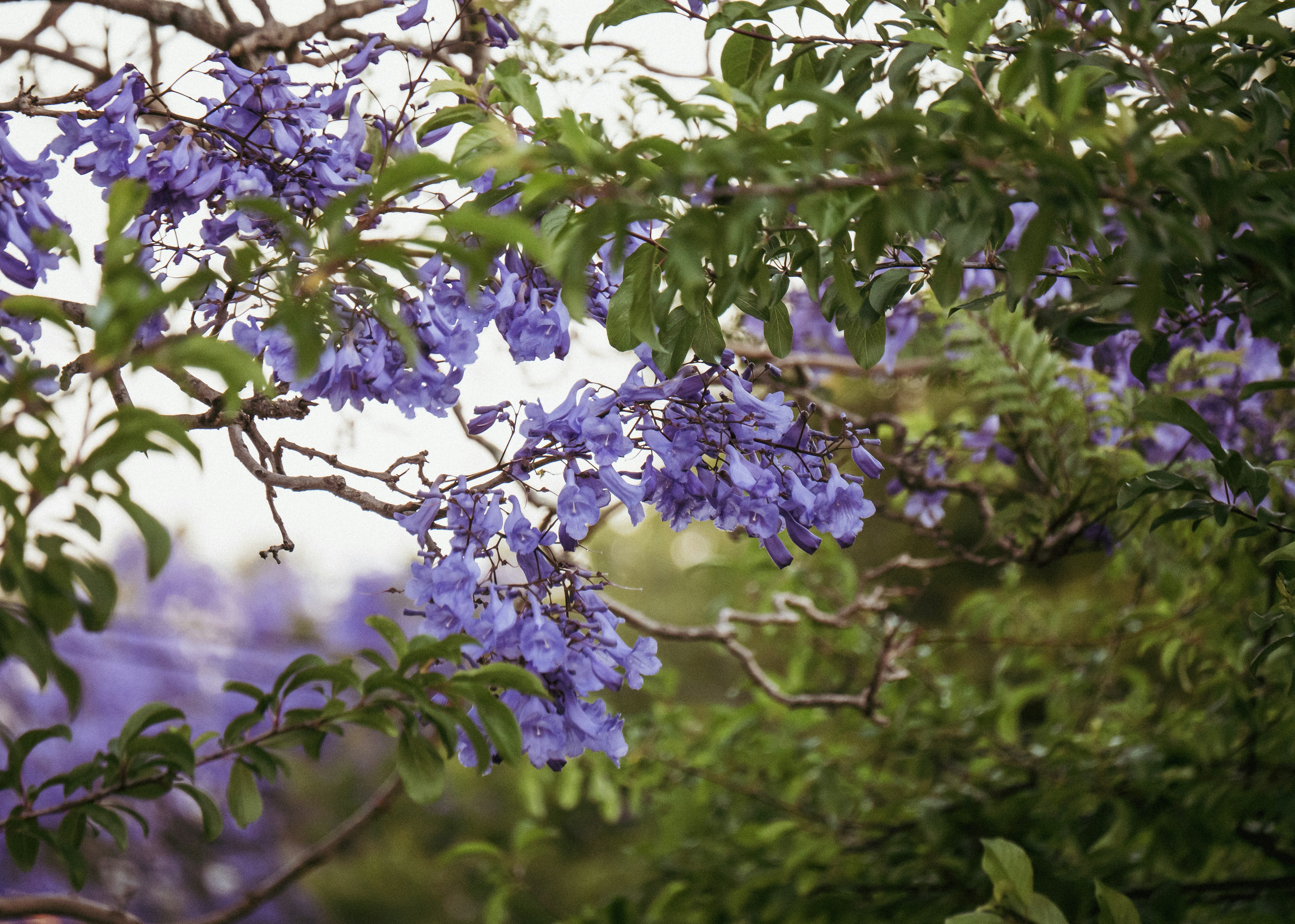 Wisteria Veil: Purple Ribbons Draped Over Green Canopy