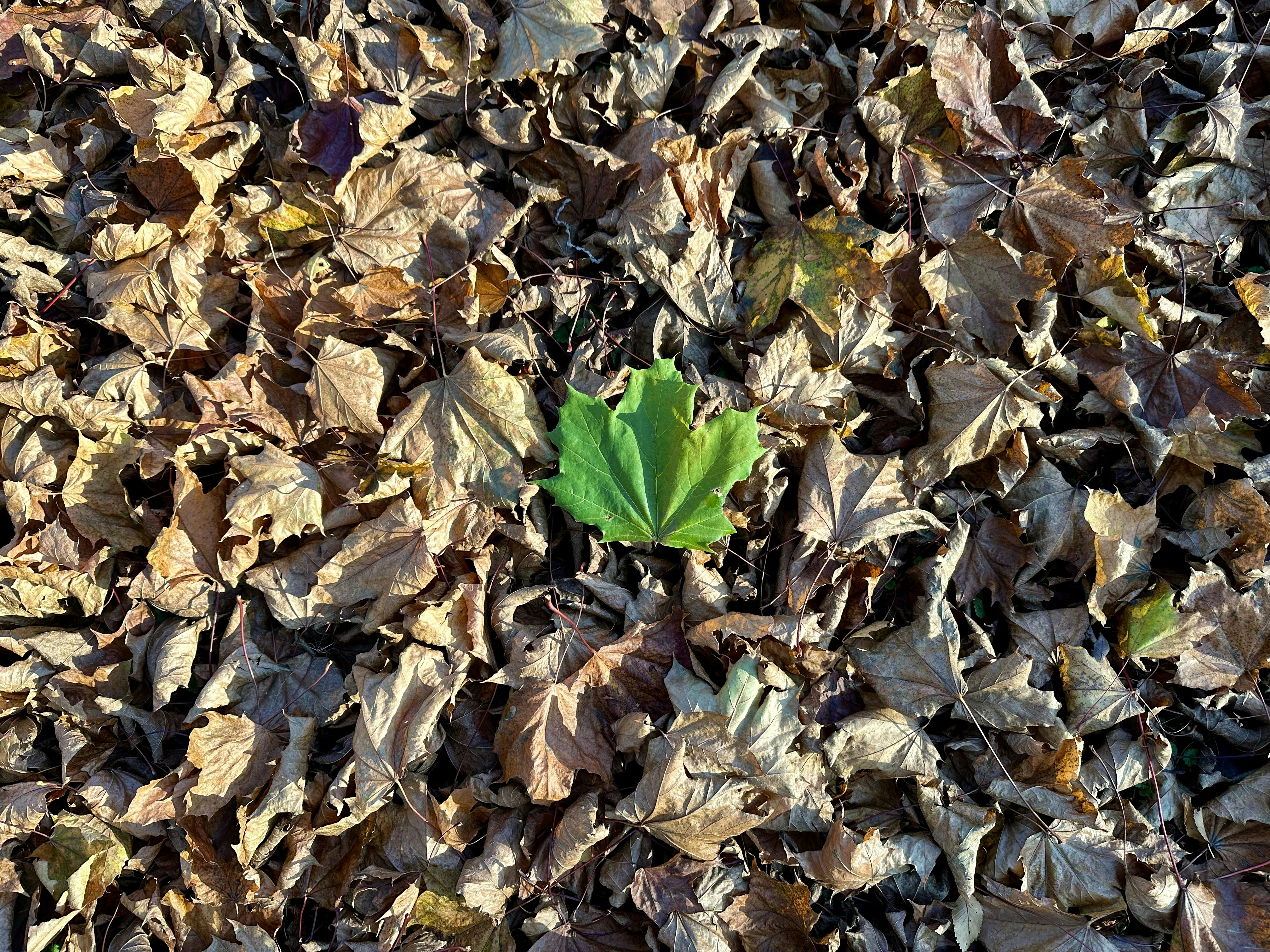 Emerald Anchor in a Sea of Brown Leaves