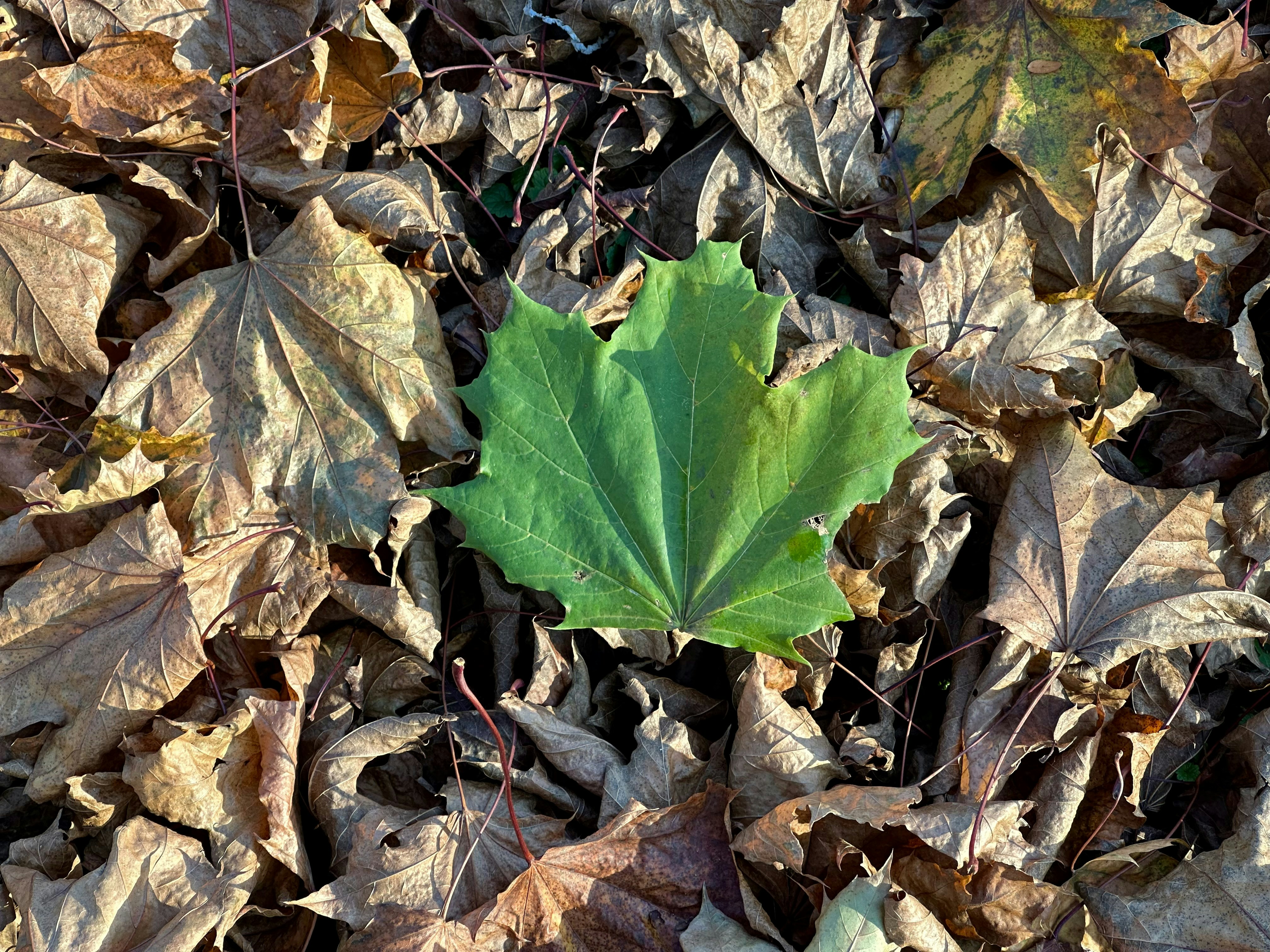 Emerald Leaf Centerstage on a Sea of Autumn Browns