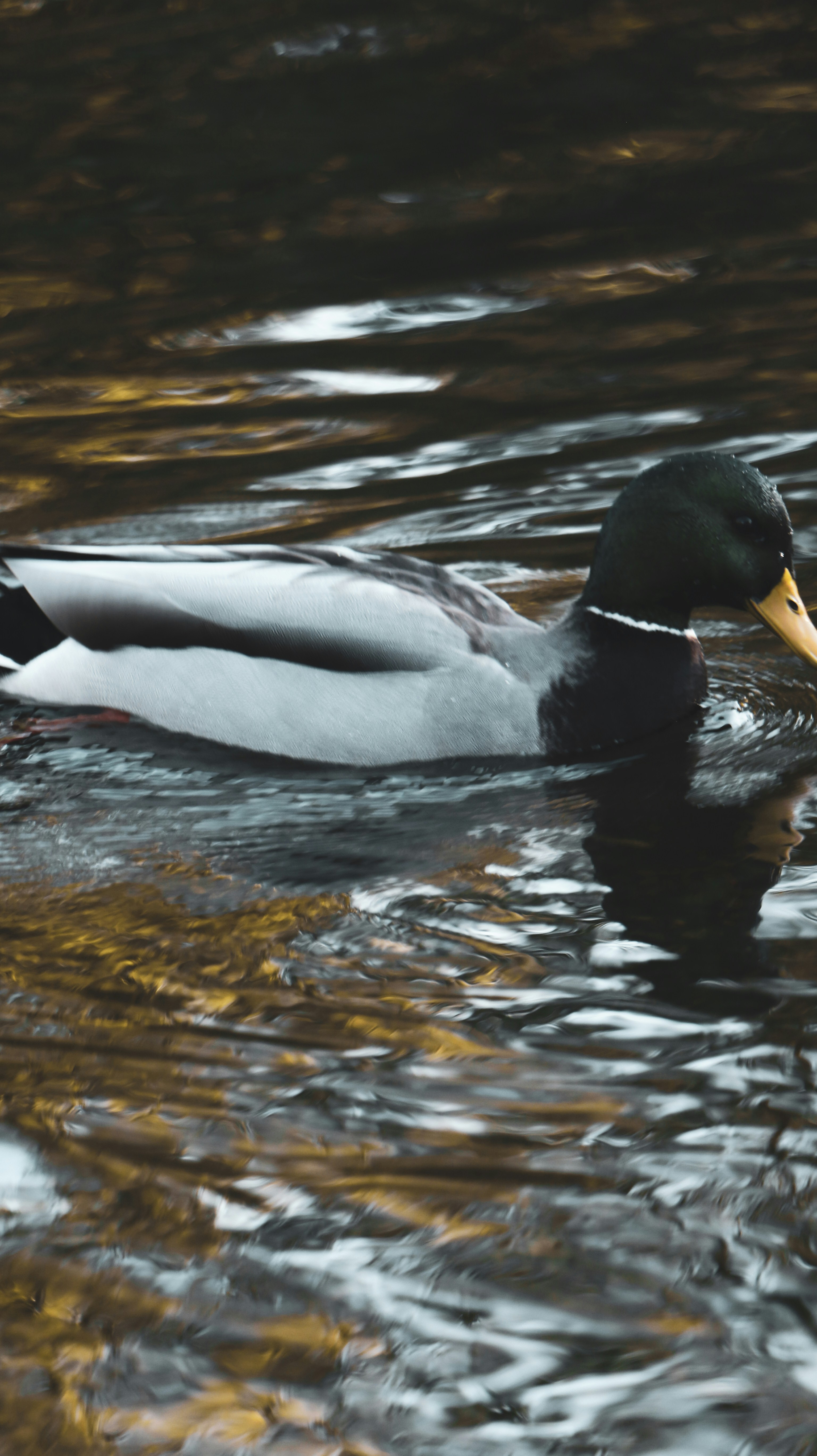 A duck floating on top of a body of water photo – Free Duck Image on ...