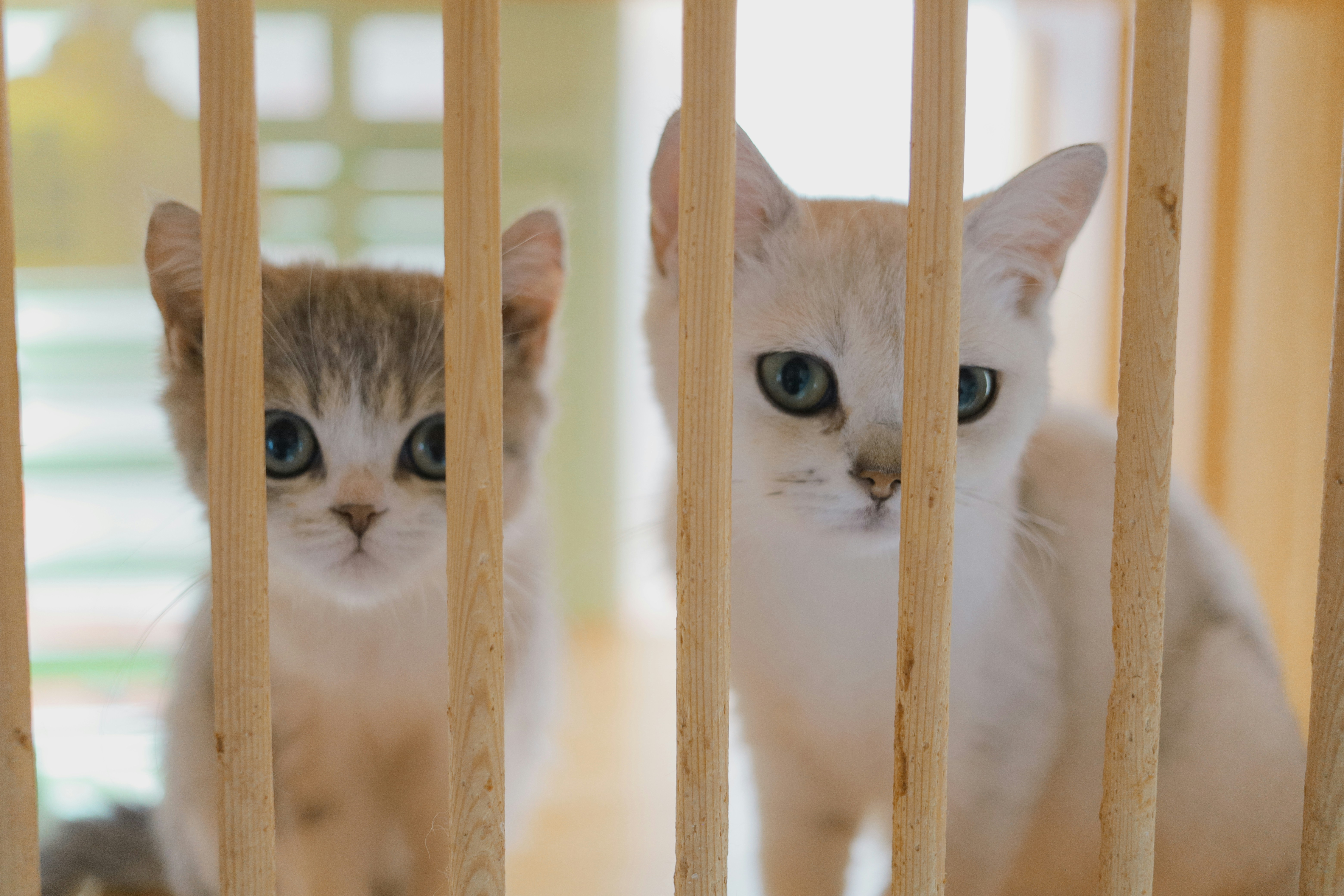 Between Slats and Whiskers: A Quiet Duo of Curious Cats