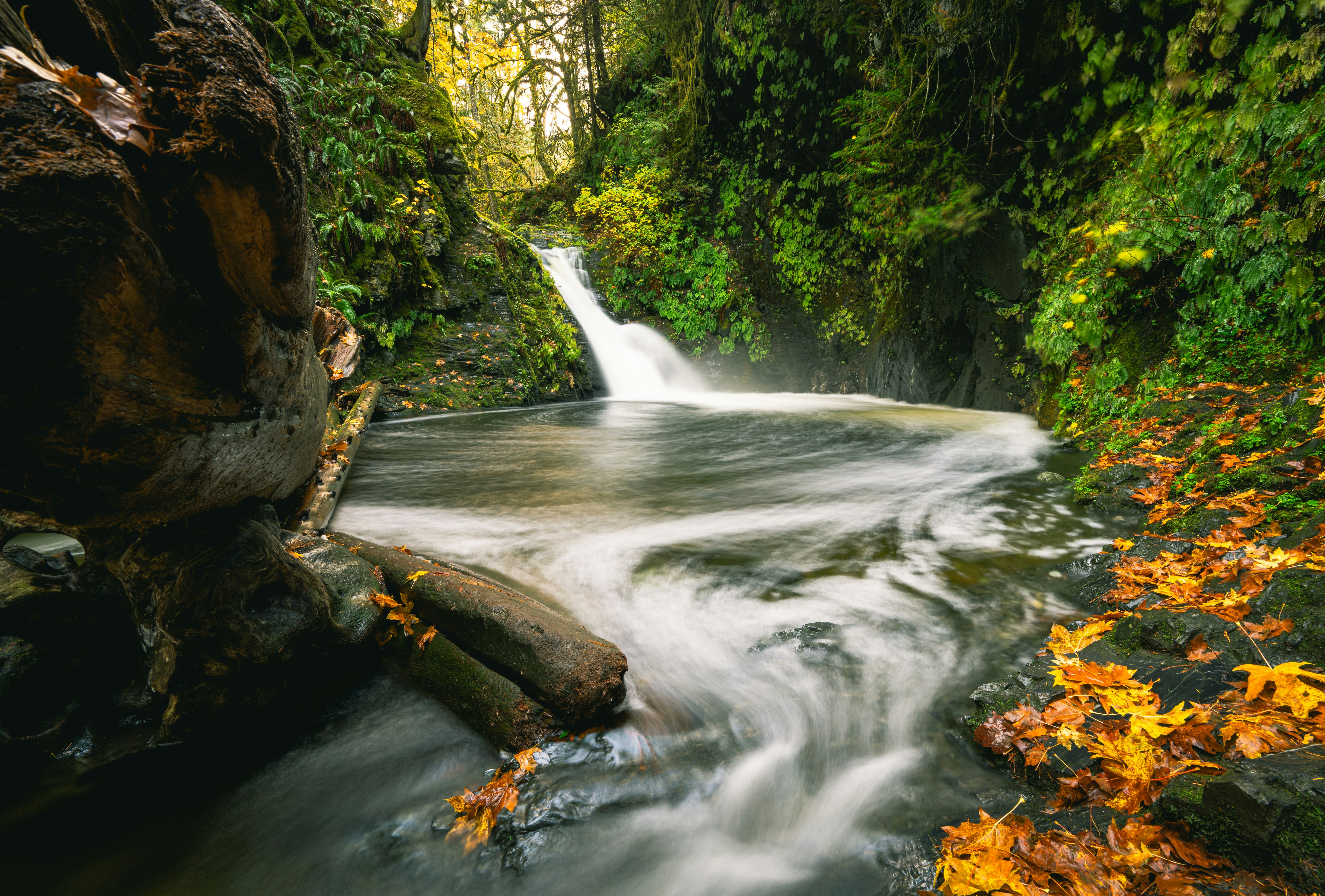 Une petite cascade au milieu d’une forêt photo – Image gratuite de ...
