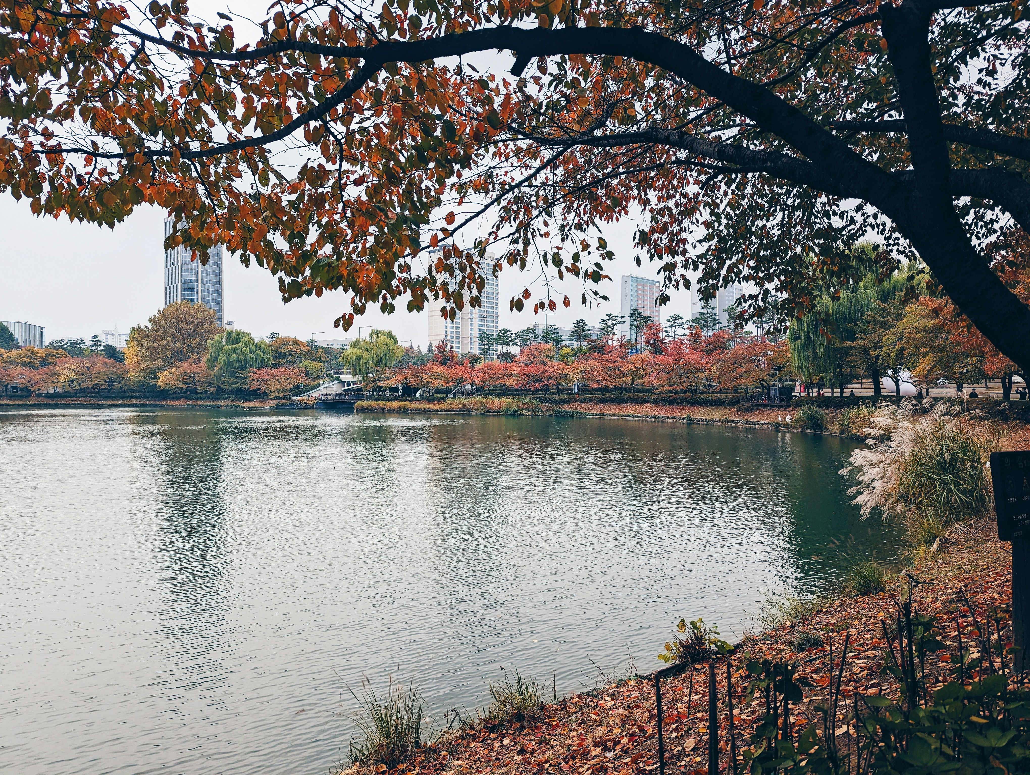 Autumn Core: The Branches Framing the Riverside Vista