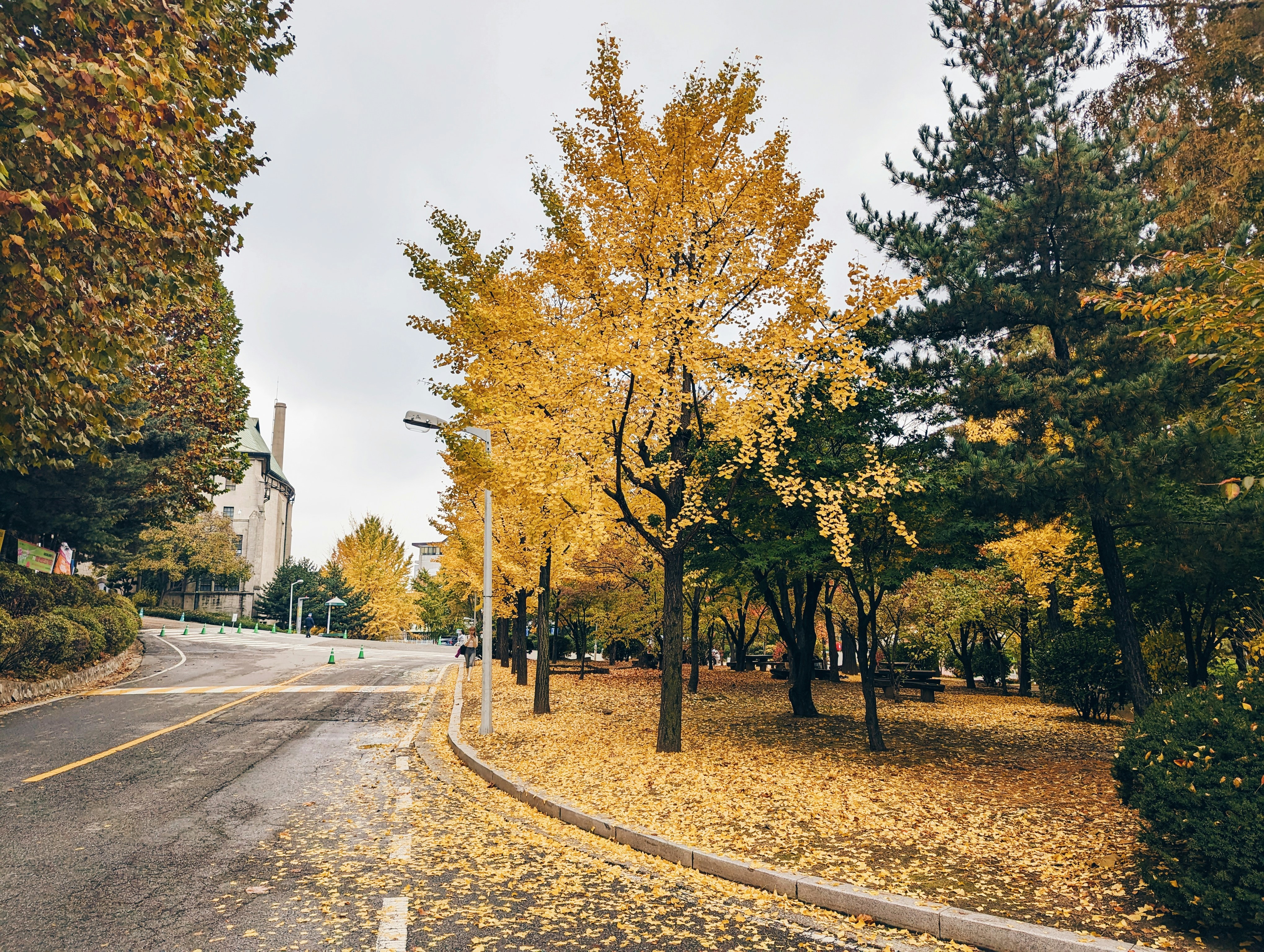 Golden ginkgo trees line a winding path, their leaves carpeting the ground in a vibrant display. The scene captures the essence of autumn's tranquility.