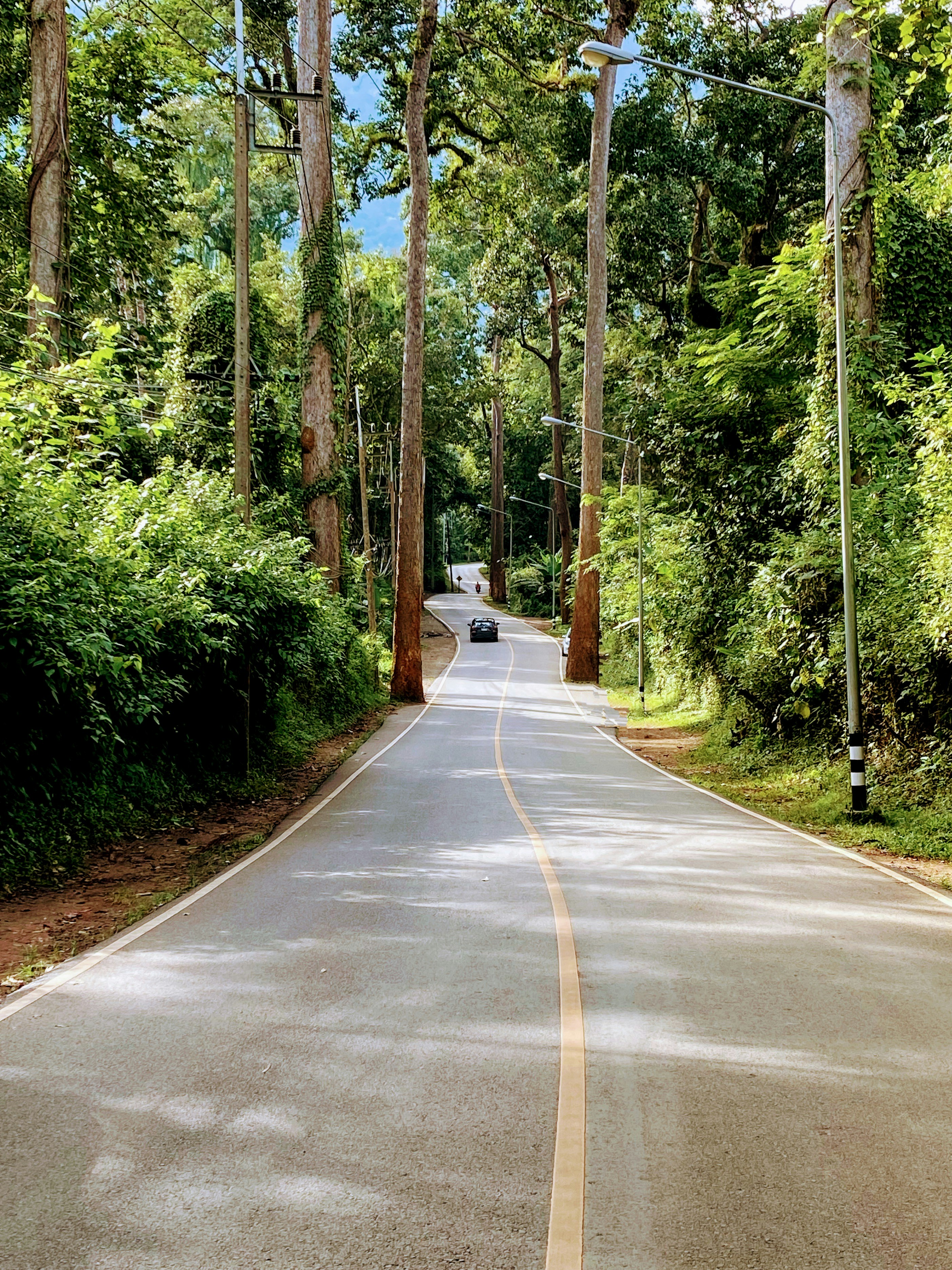 Winding road flanked by tall trees in a lush green forest.