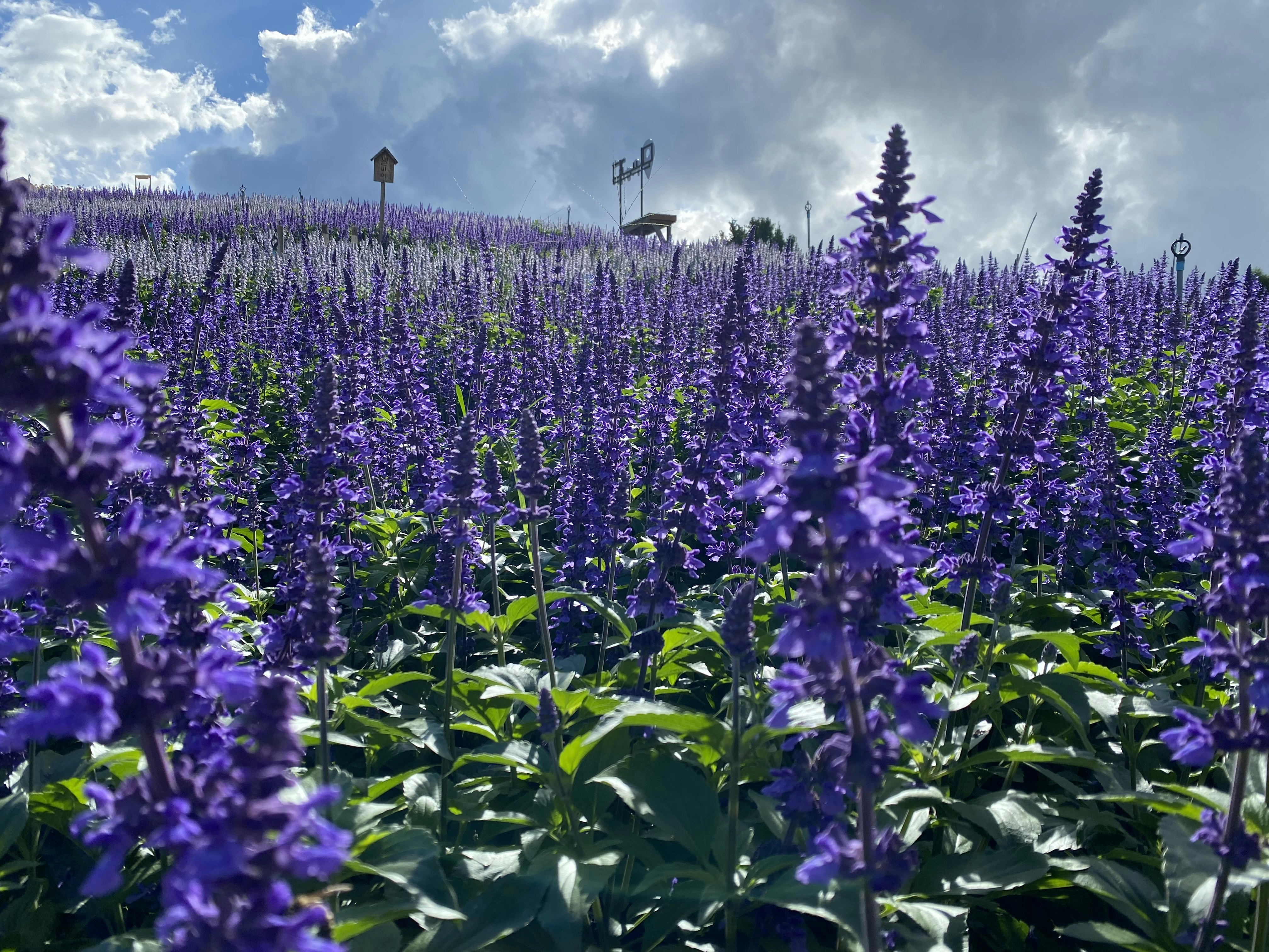Purple Lavender Field Reaching a Hilltop Lookout