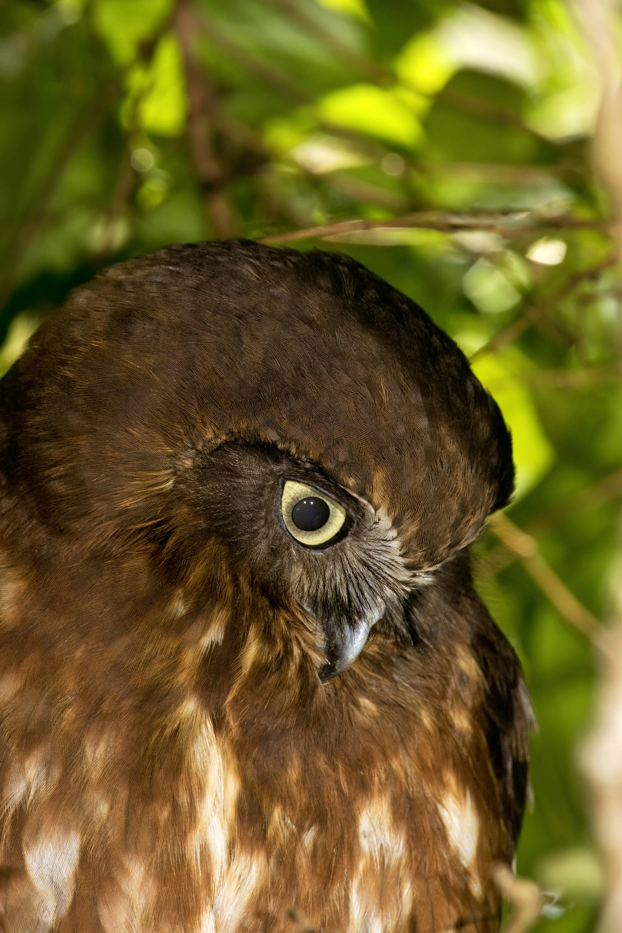 Amber Gaze Through the Green Veil: Close Portrait of a Brown Owl