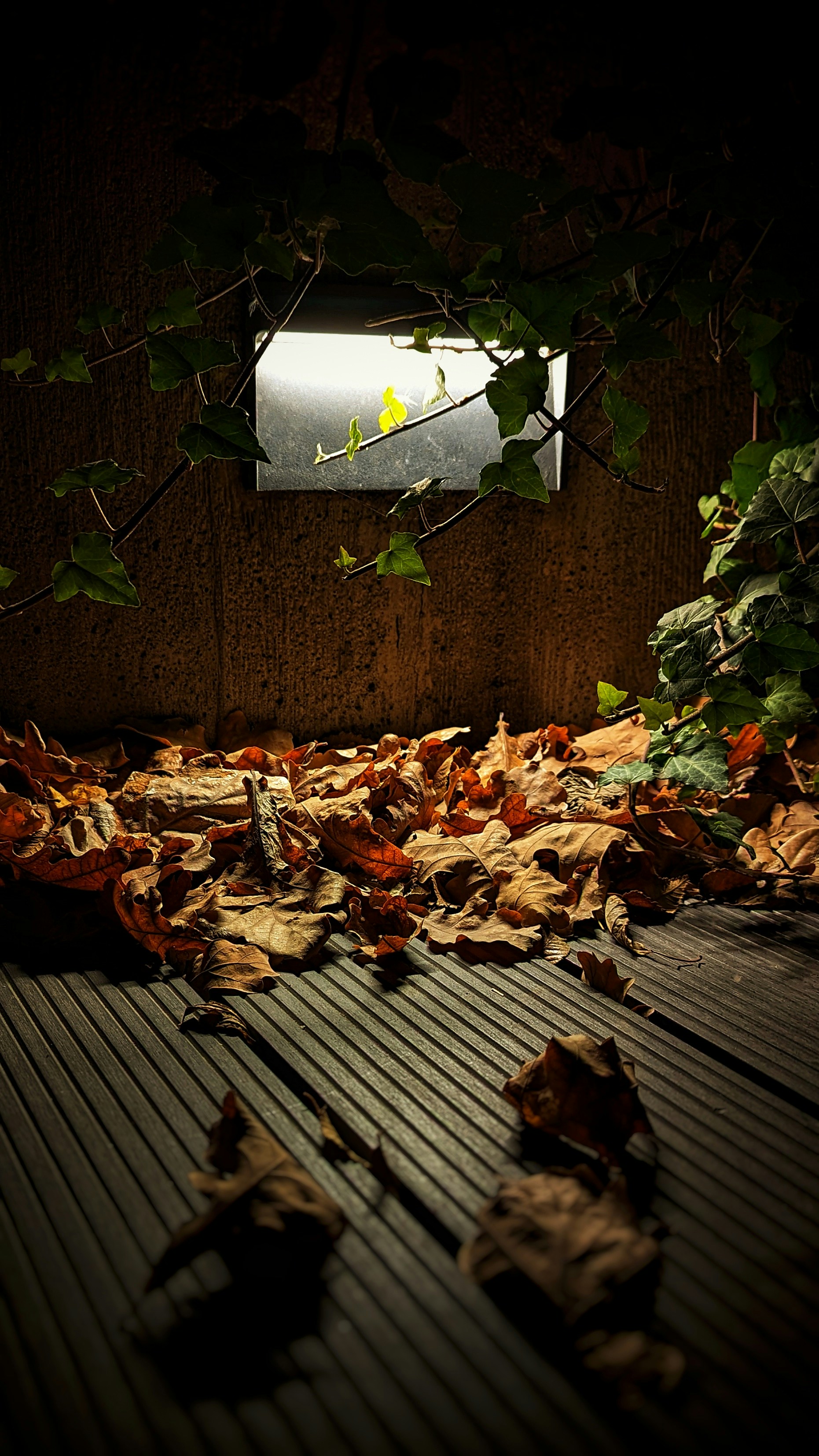 Autumn leaves blanket a wooden surface beneath a dim, square window framed by creeping ivy; a soft light leaks from the window, casting a moody glow on the textured wall and leaf litter.