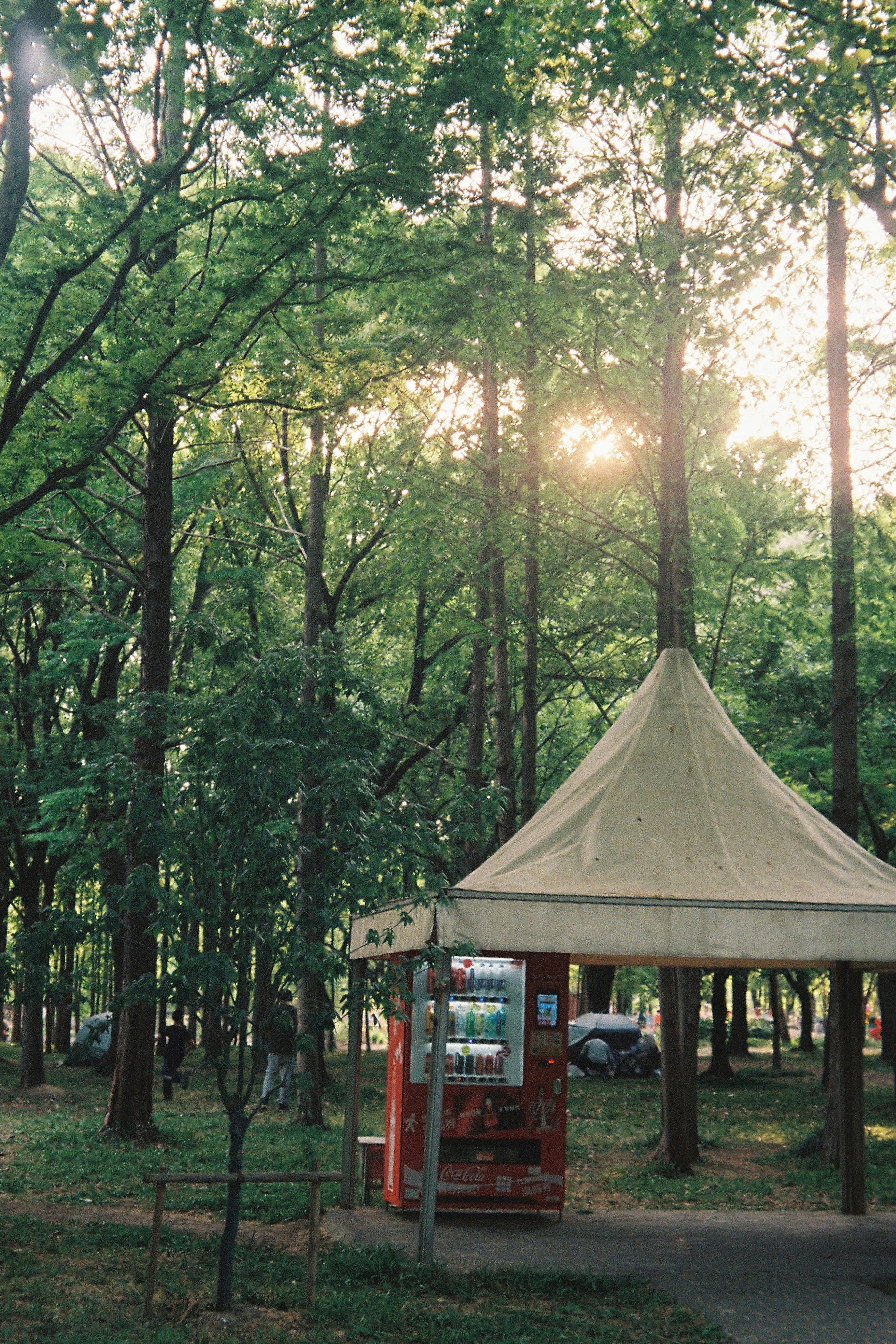 Red Vending Under the Pines: A Quiet Park Moment