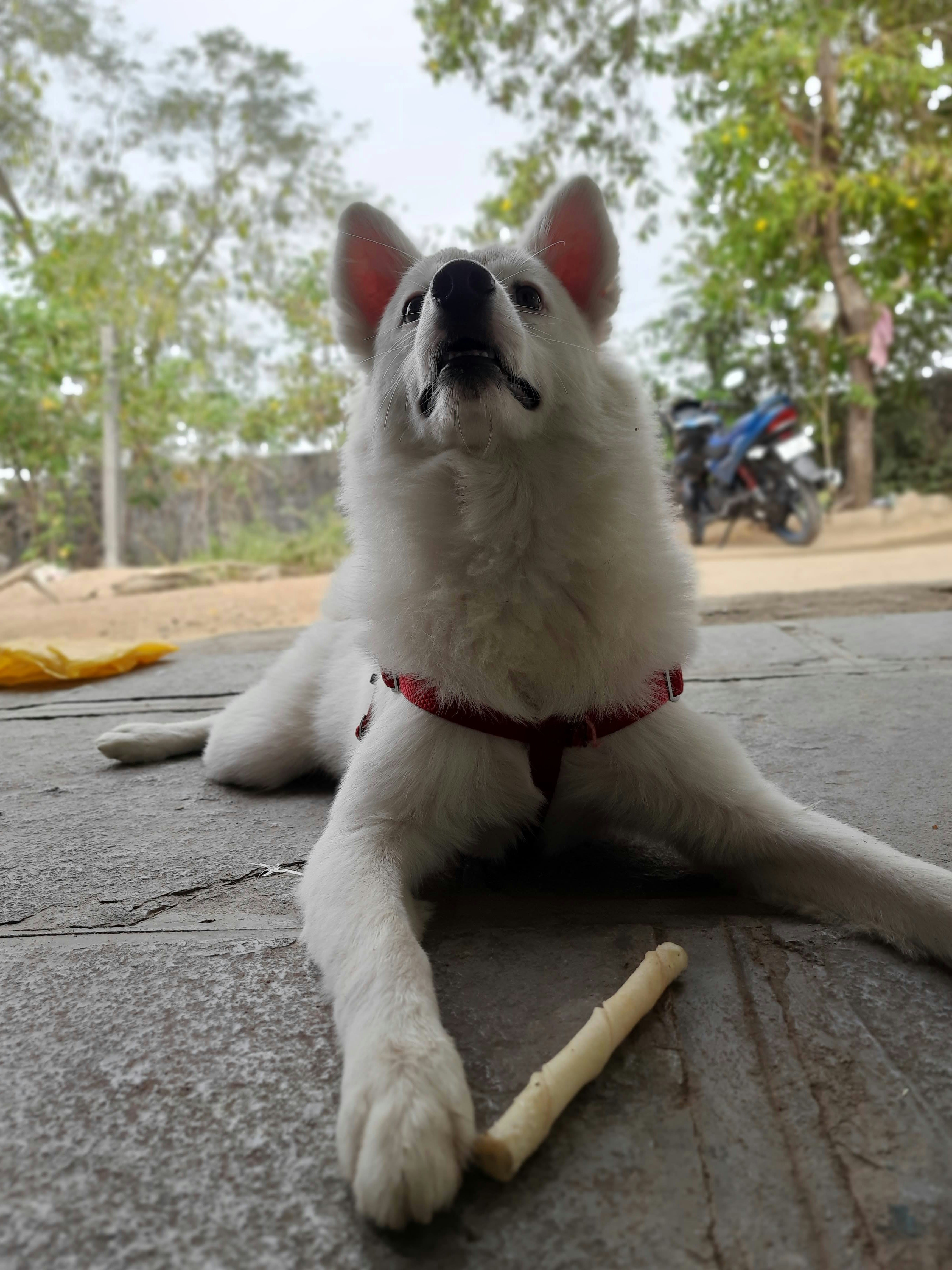 Gaze Up, Grounded Chew: White Fluff Pup on Park Tiles