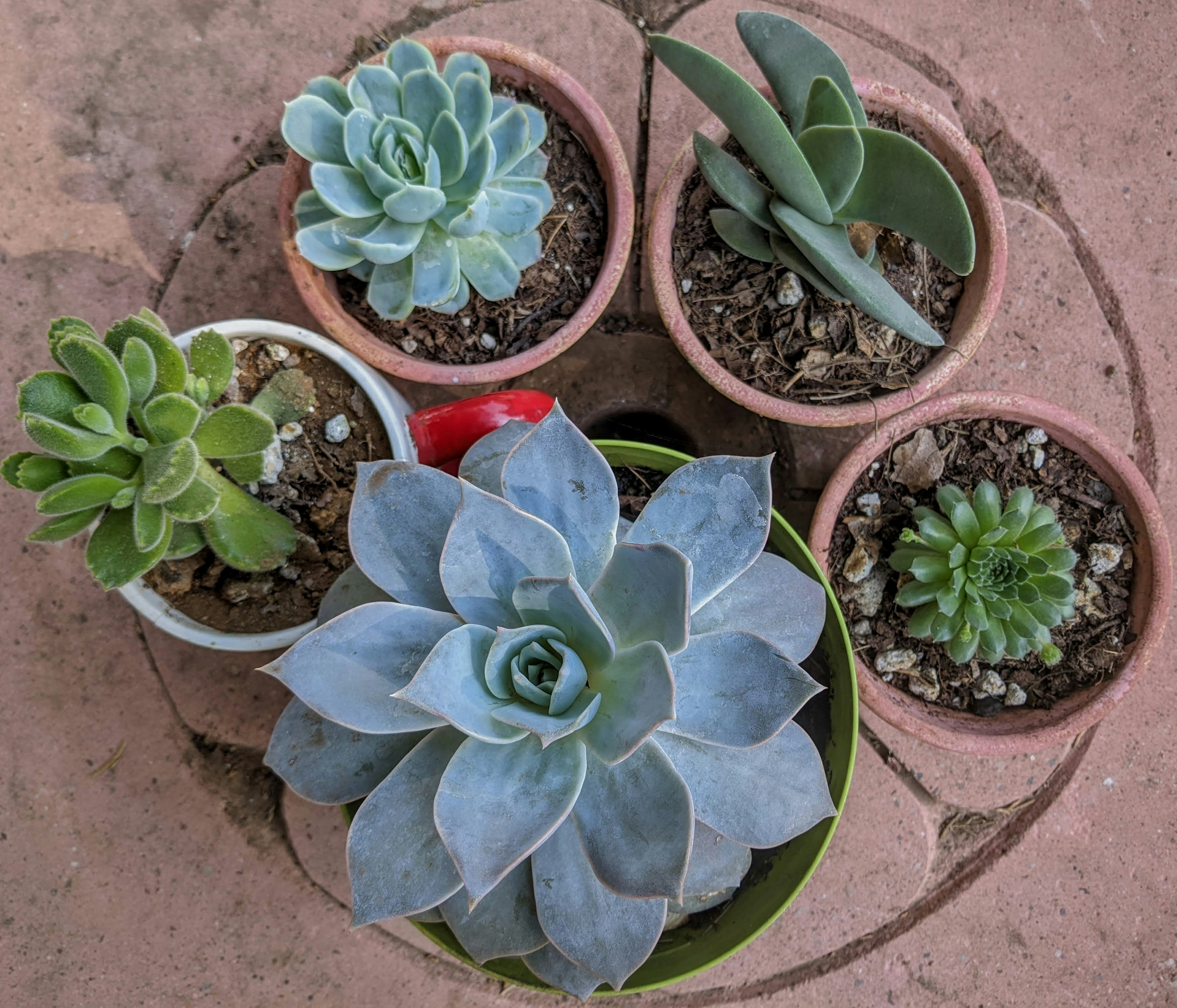 Four succulents are sitting in a pot on the ground photo – Free México ...