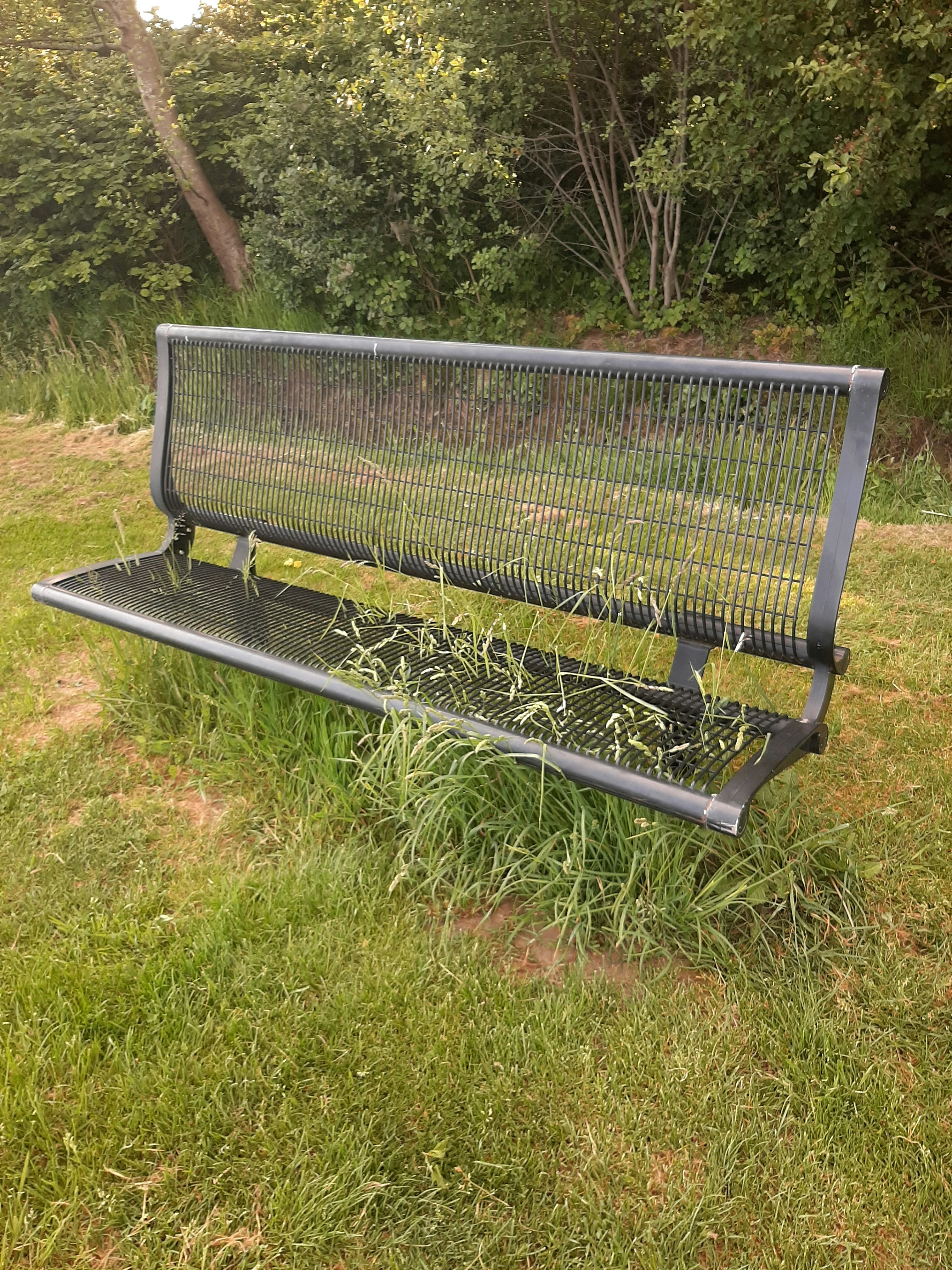 Grass-Grown Bench: Sunlit Stillness in a Park Clearing