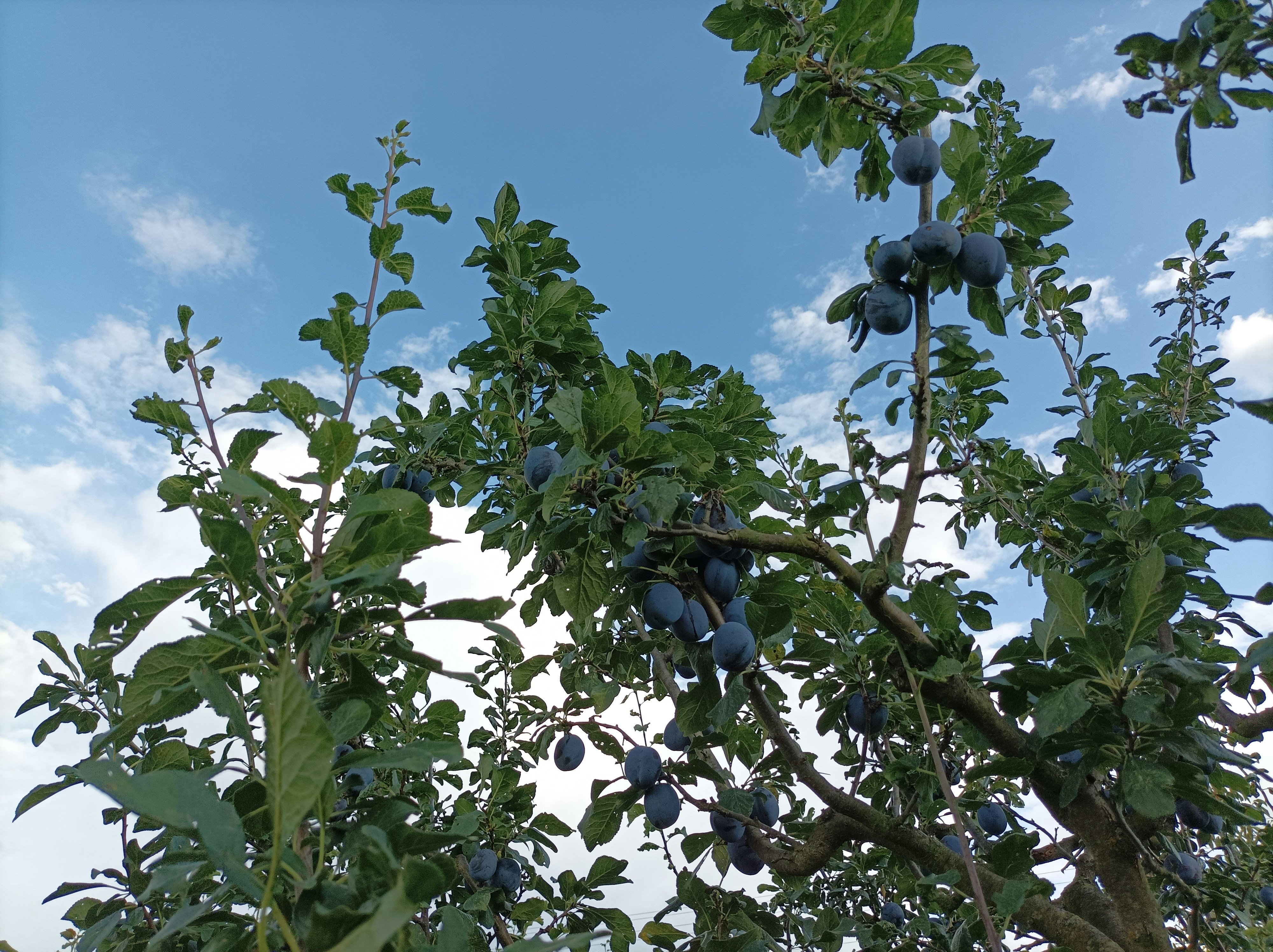 Blue plum clusters hang from a leafy branch against a clear blue sky, highlighting ripening fruit.